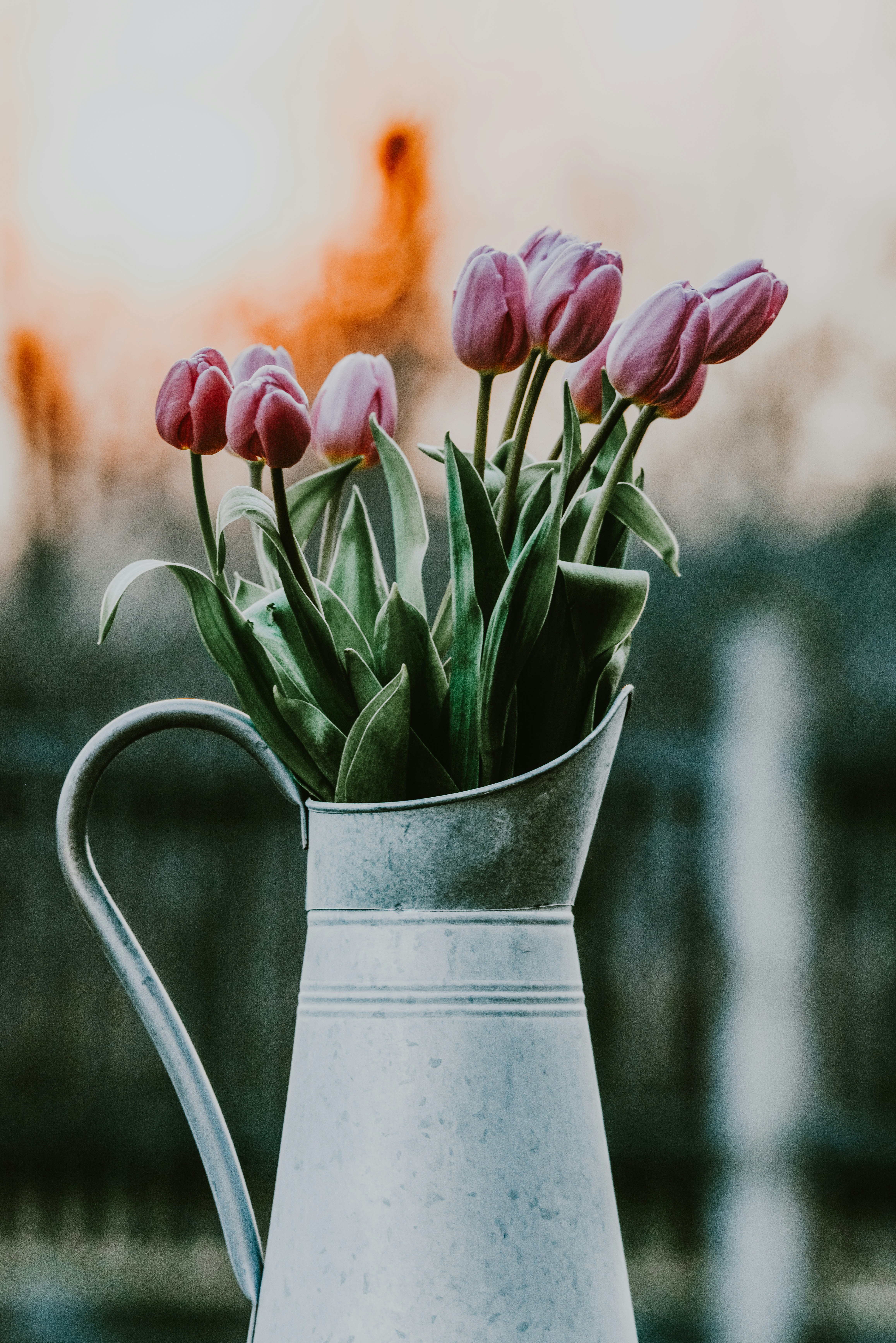 Dusk-tinged Tulips in a Weathered Metal Pitcher