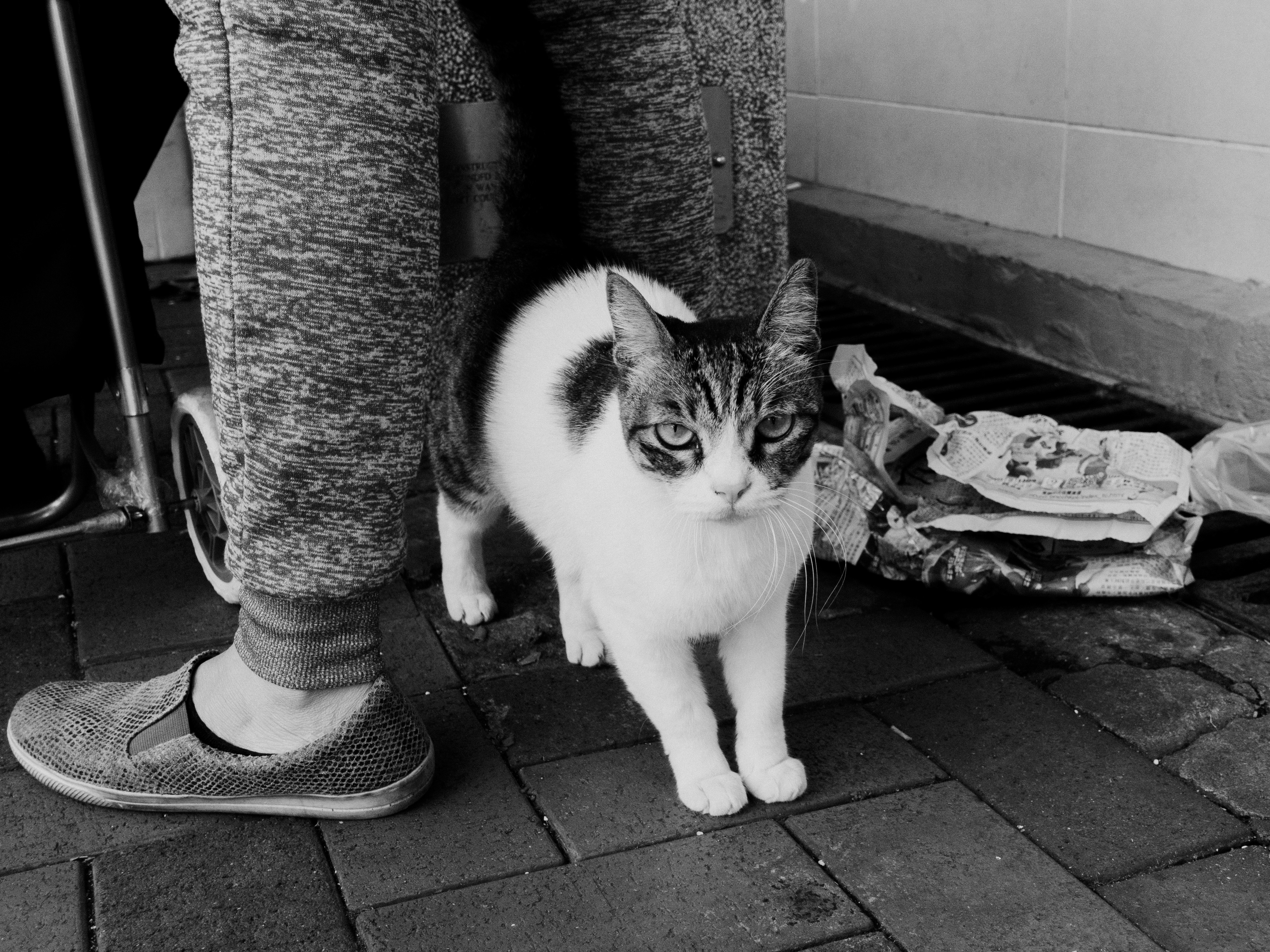 a black and white photo of a cat next to a person
