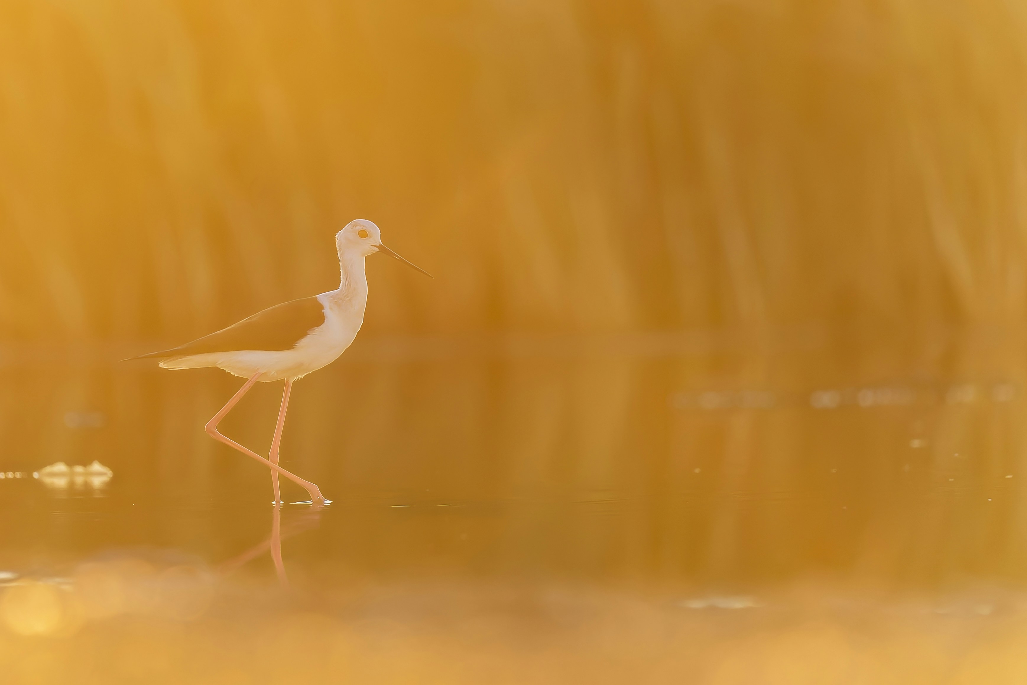 Black-winged stilt at sunrise in danube delta, Romania