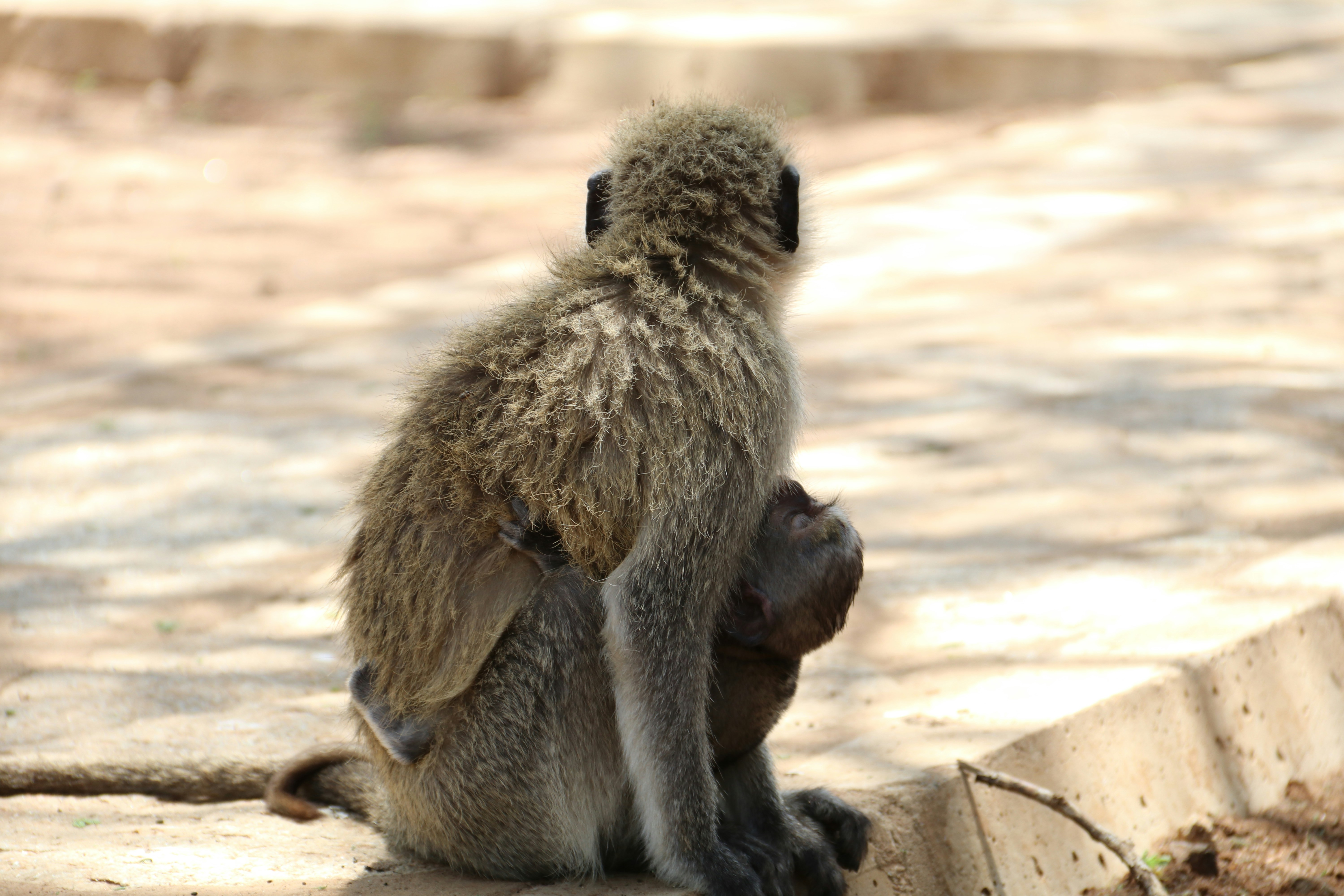 Edge of the Path: A Mother Monkey and Her Infant Resting