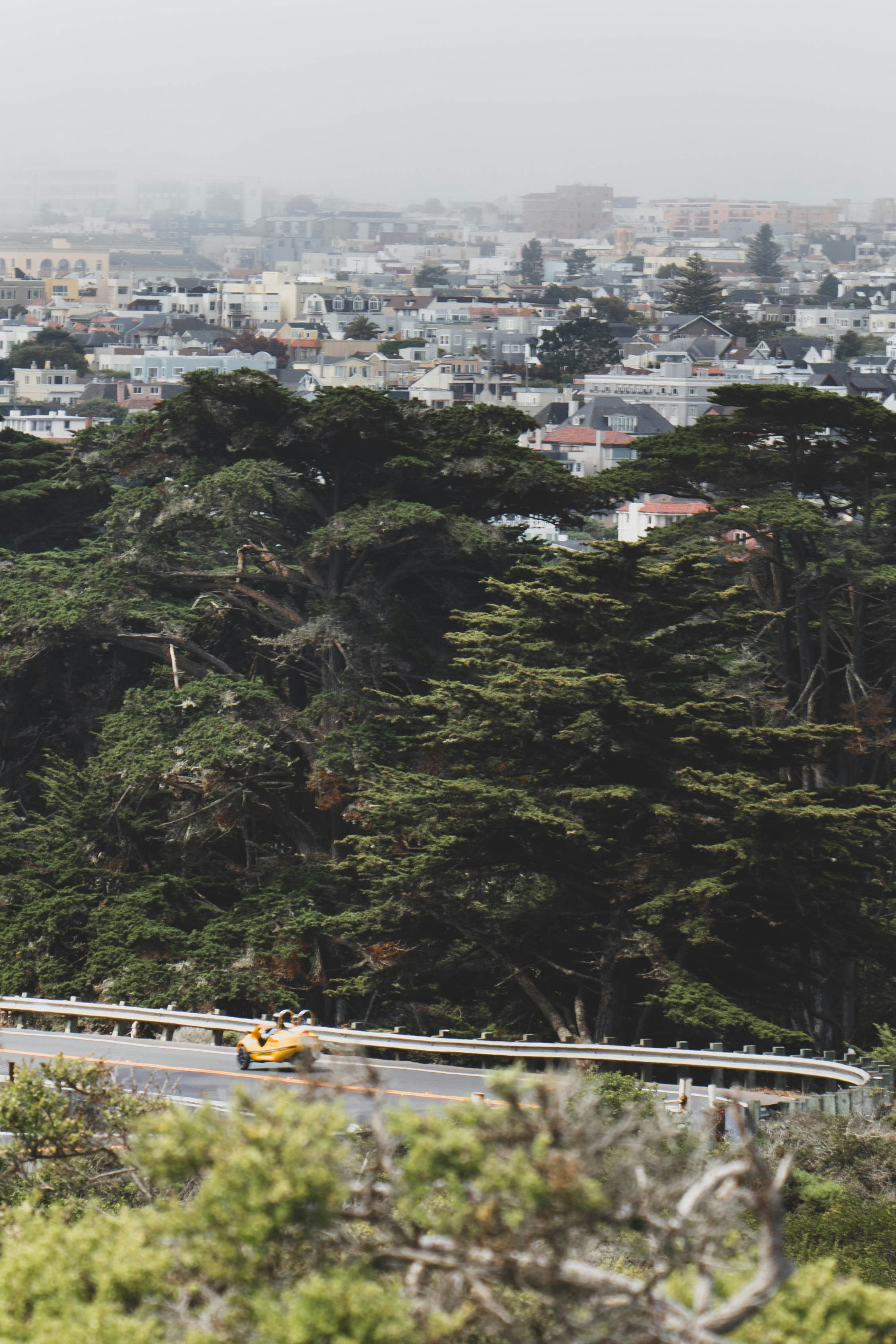 Coastal Road Wirth Mist: City Beyond the Pines