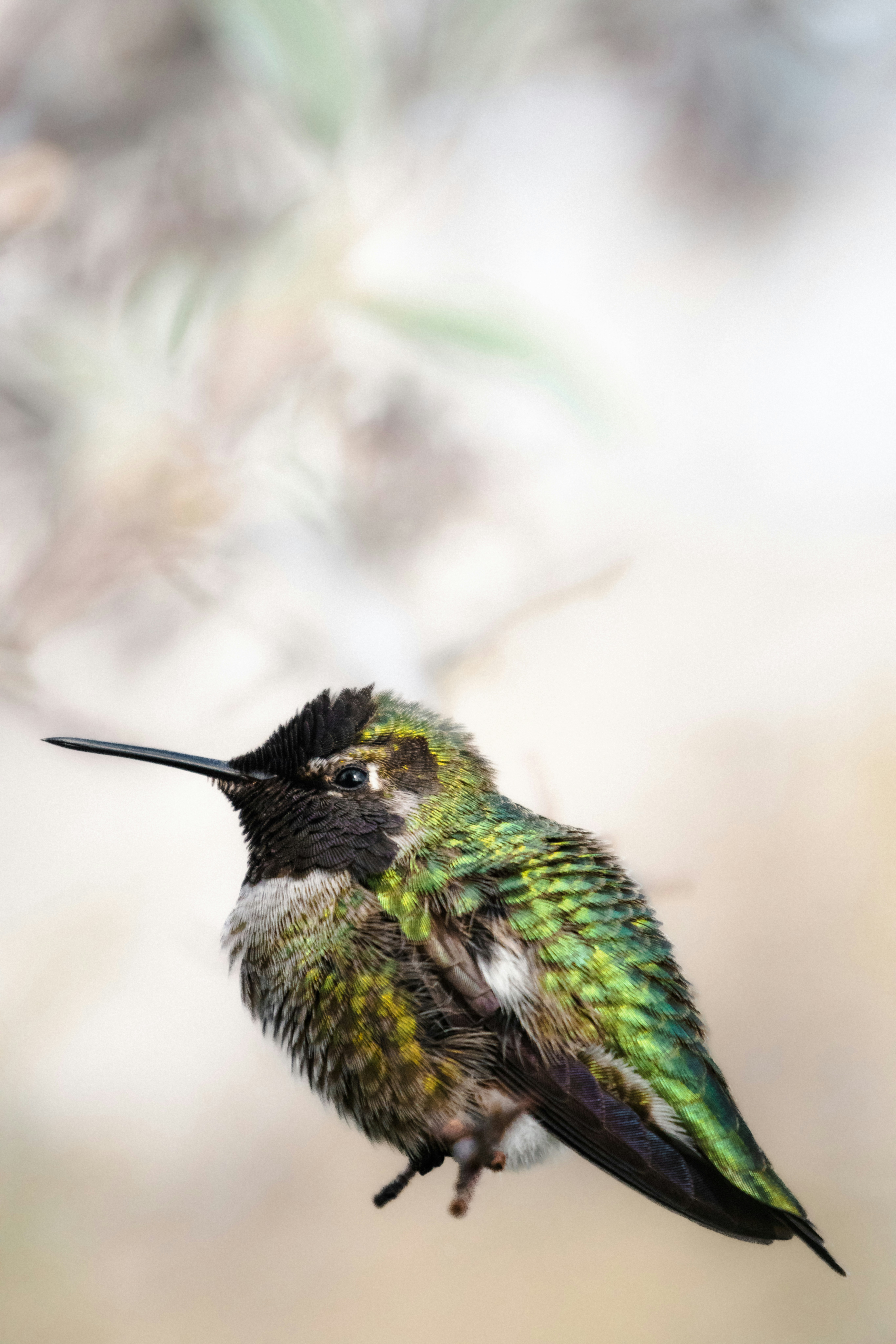 Foto Un colibrí sentado en una rama con un fondo borroso – Imagen ...