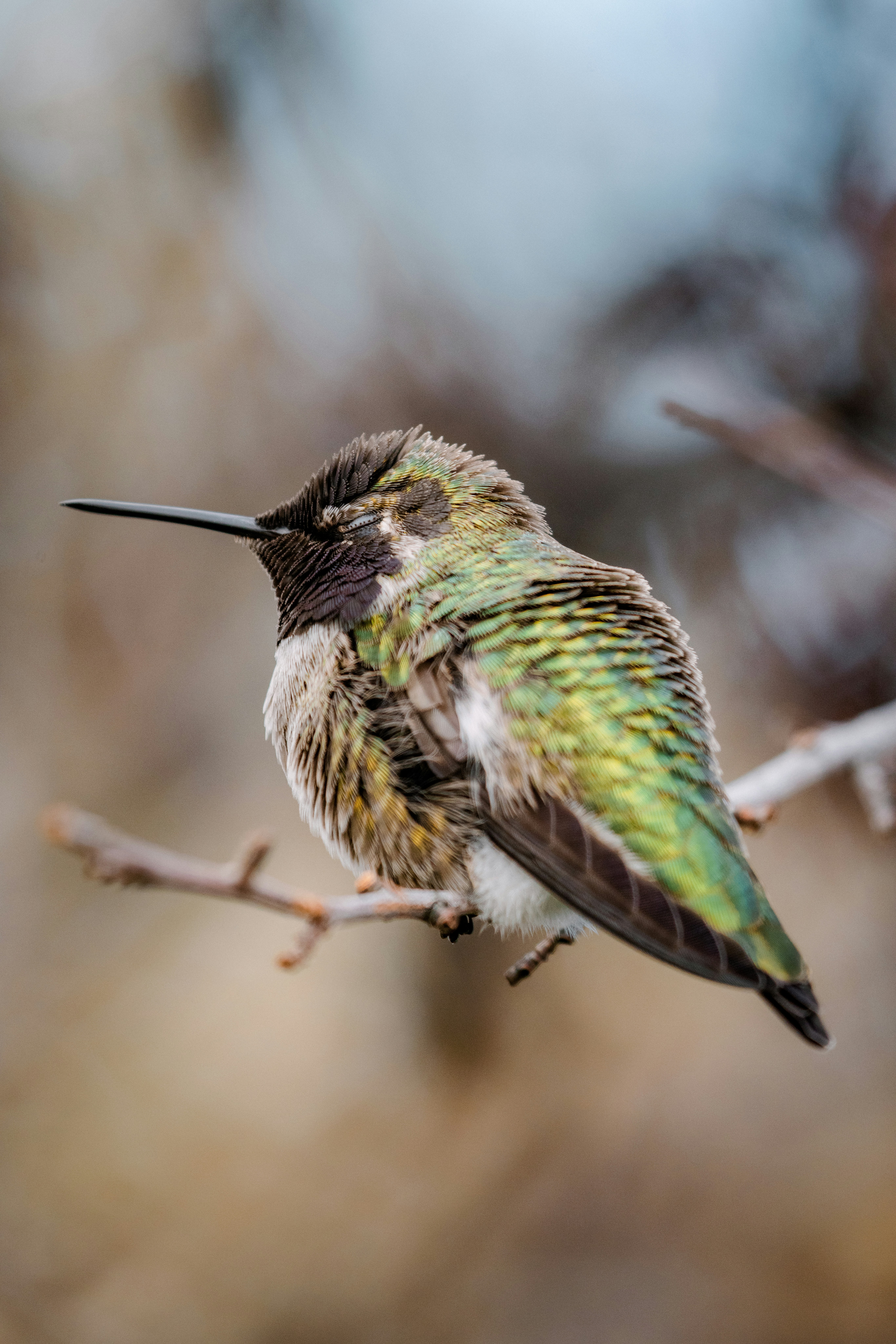 Un colibrí sentado en una rama con un fondo borroso foto – Imagen de ...
