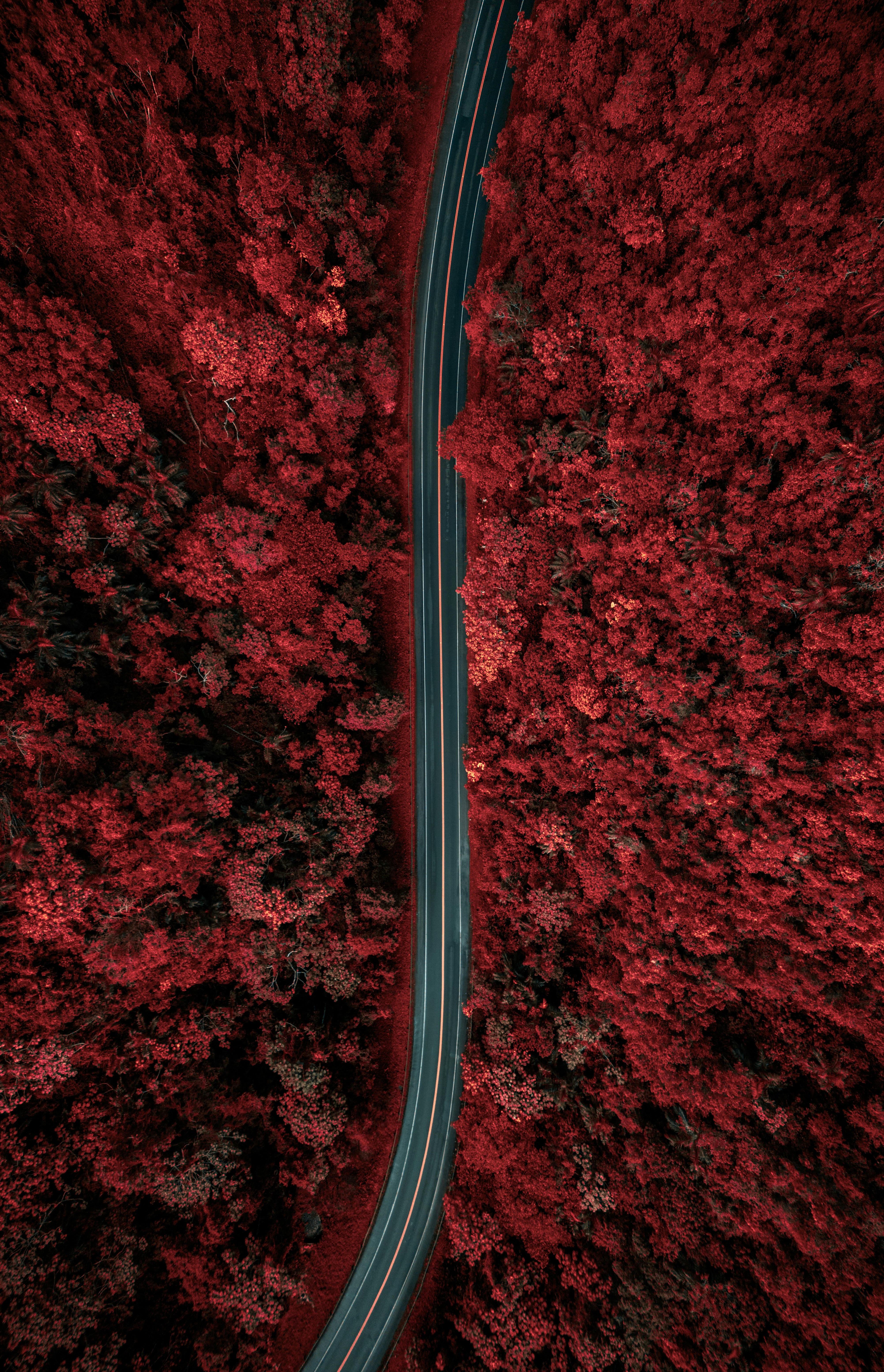 What if... trees are red :)