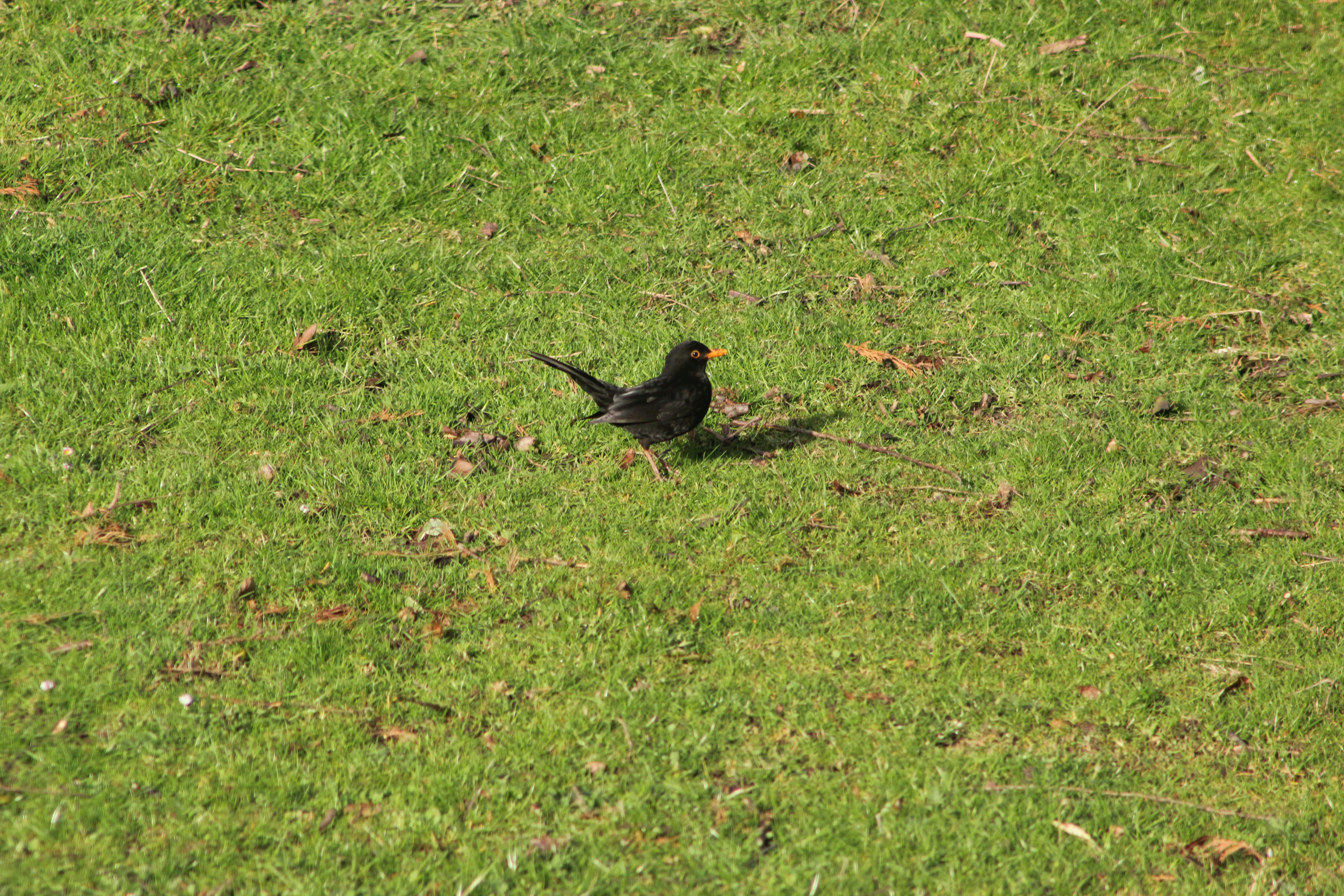 a small black bird standing on top of a lush green field
