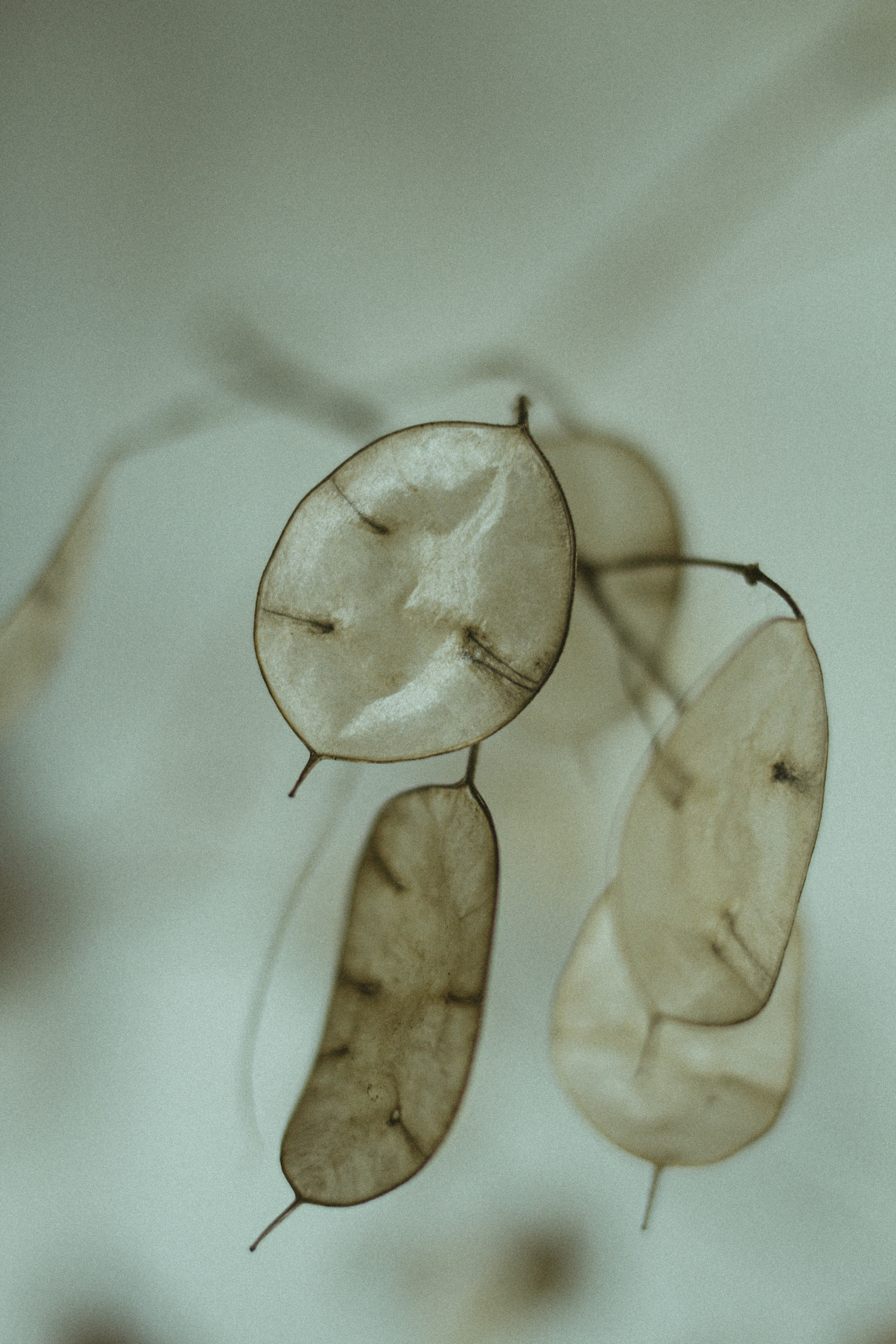 Sepia Macro Portrait of Translucent Seed Pods in Delicate Soft Focus