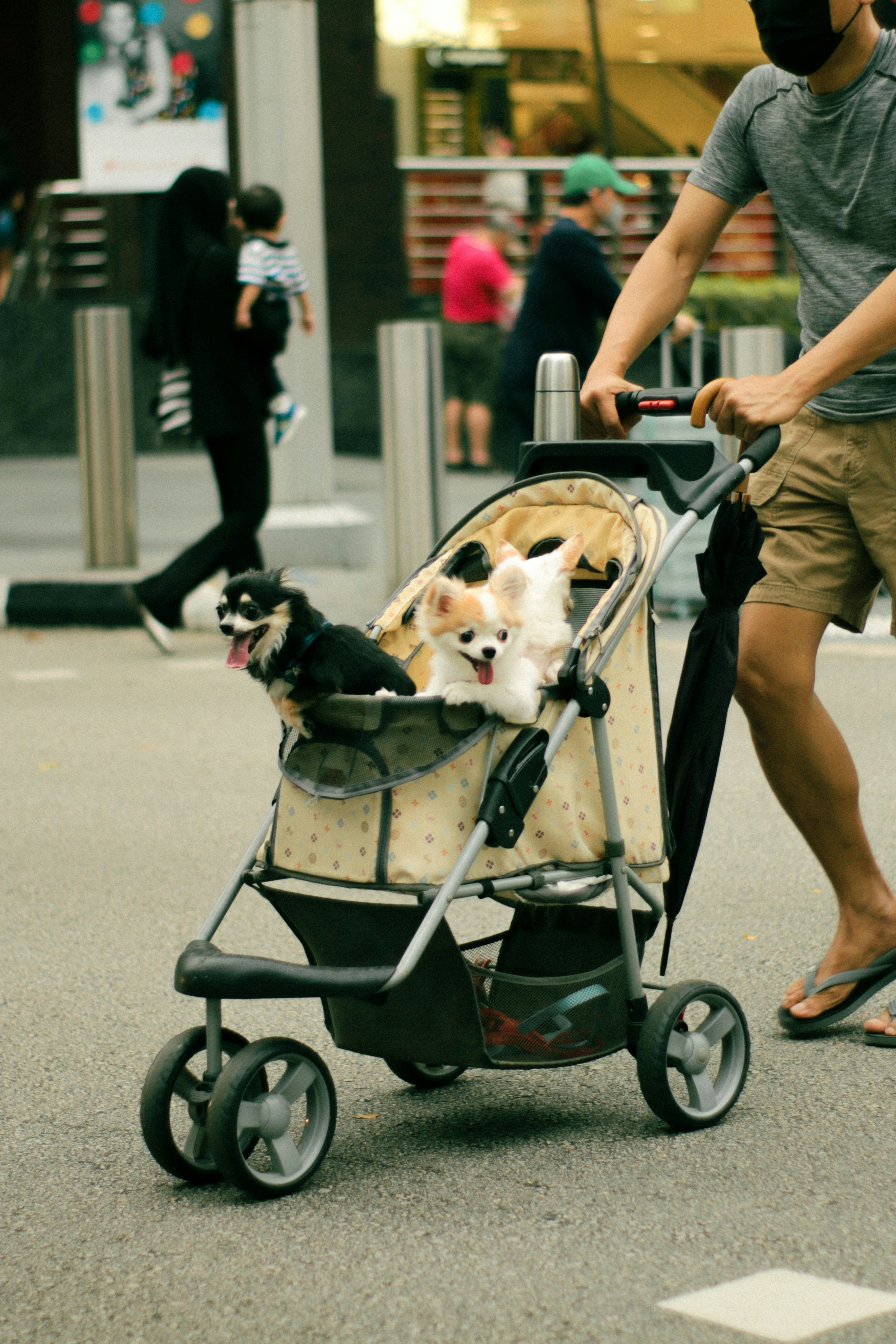 City Paws in Transit: Twin Chihuahuas in a Polka-Dot Stroller