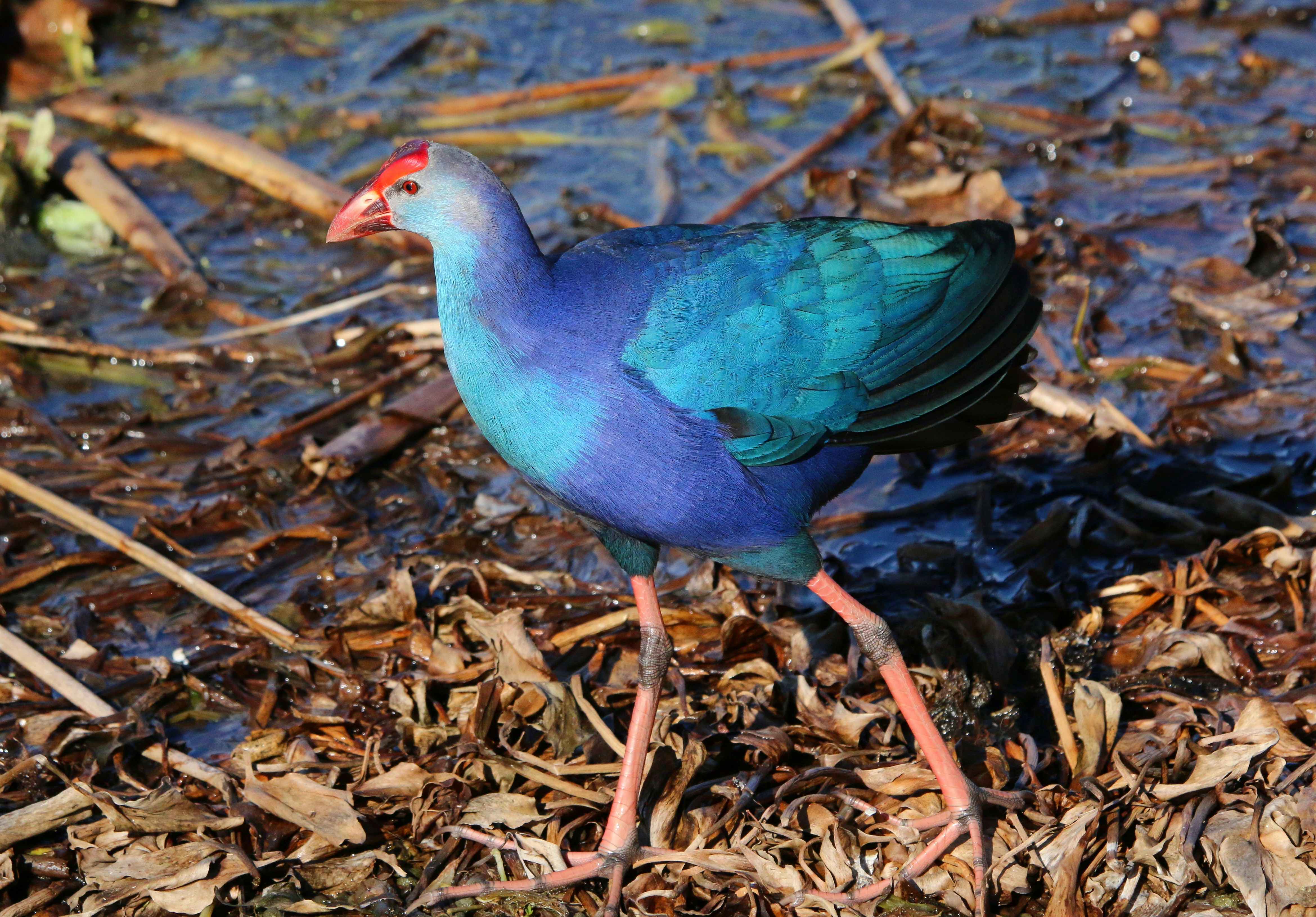 A blue and green bird stands on dry leaves near the water's edge.