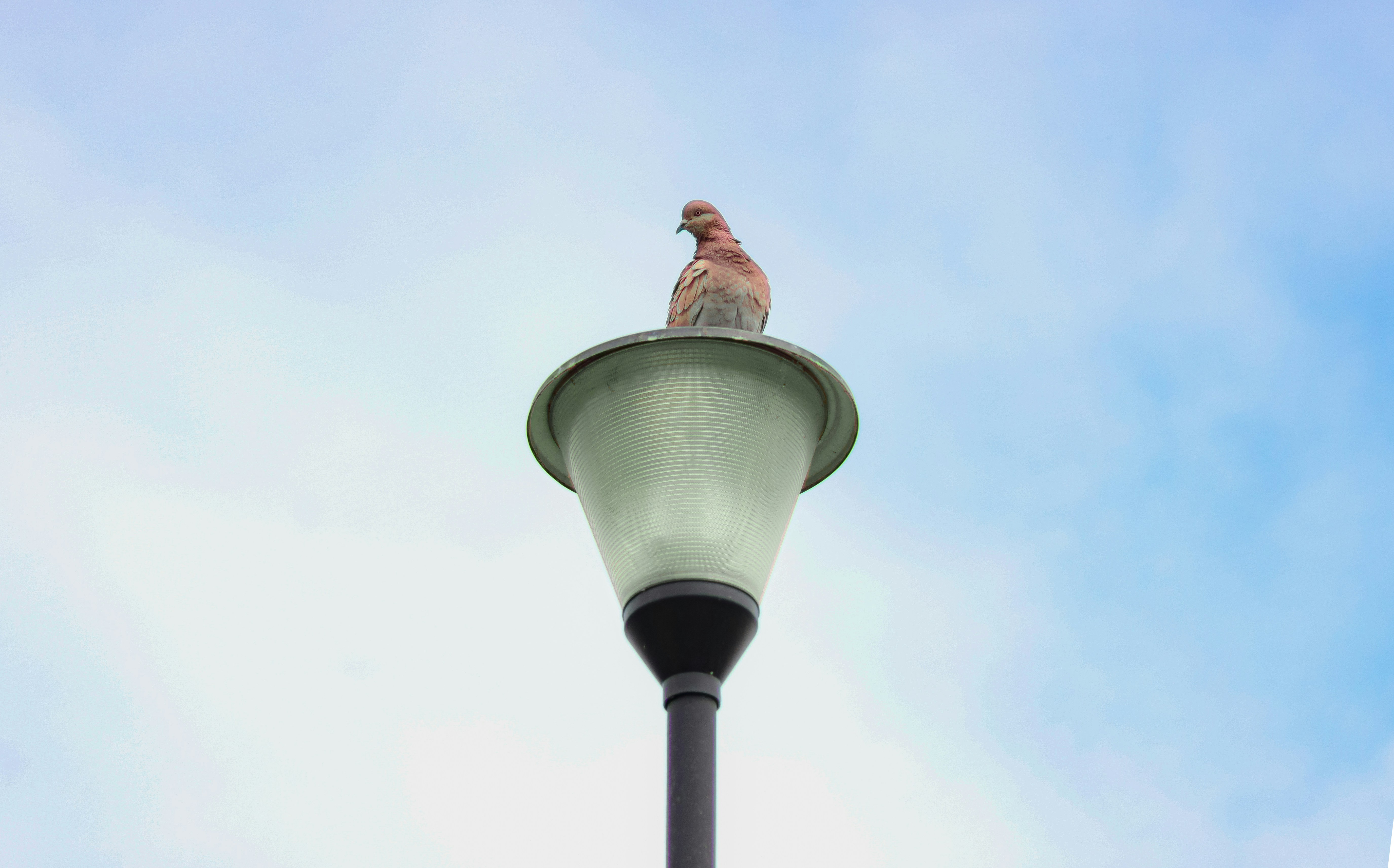 Pigeon on lamp post at Parcul Salca in Oradea, Romania