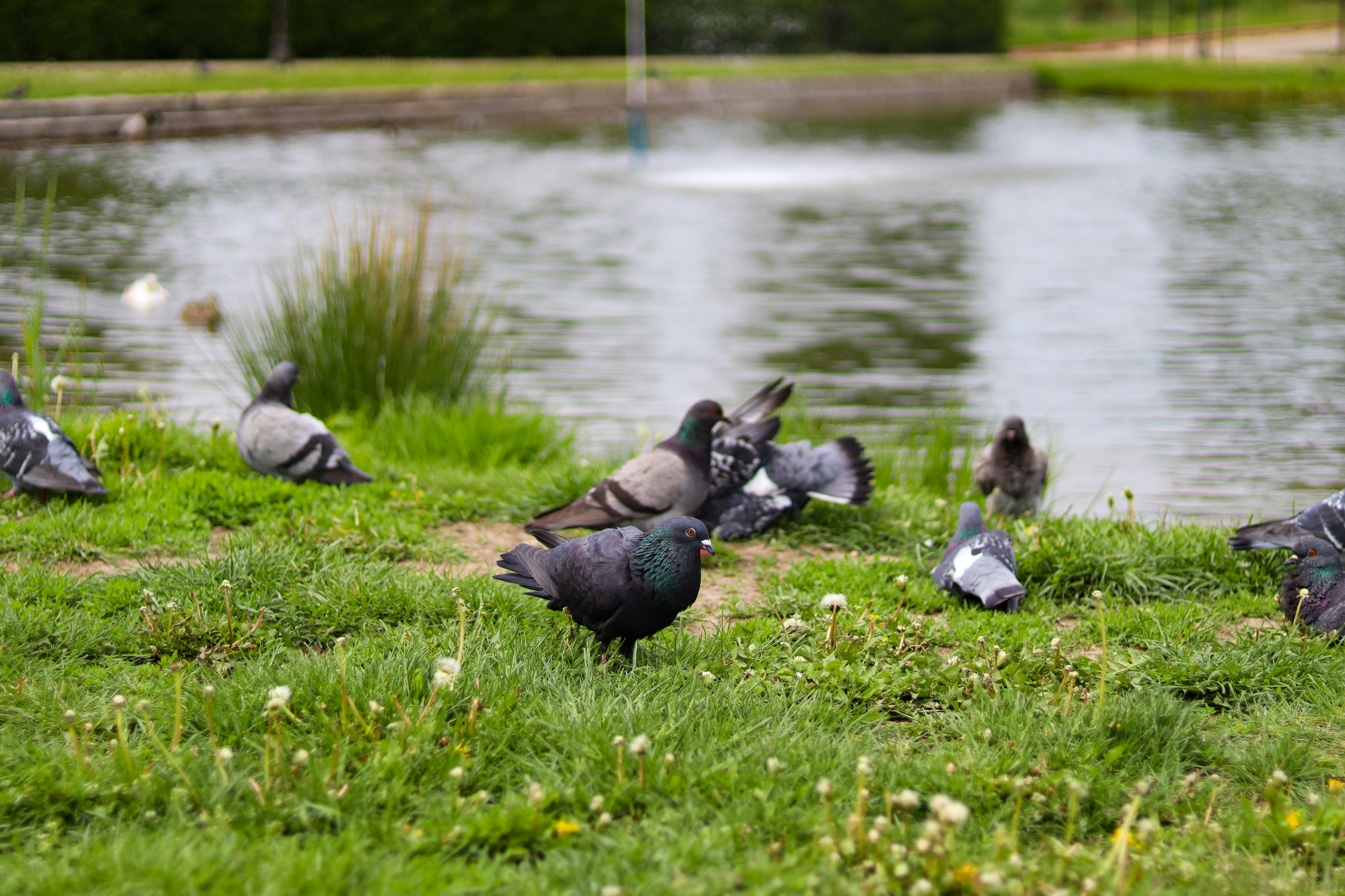 Pigeons by pond at Parcul Salca in Oradea, Romania