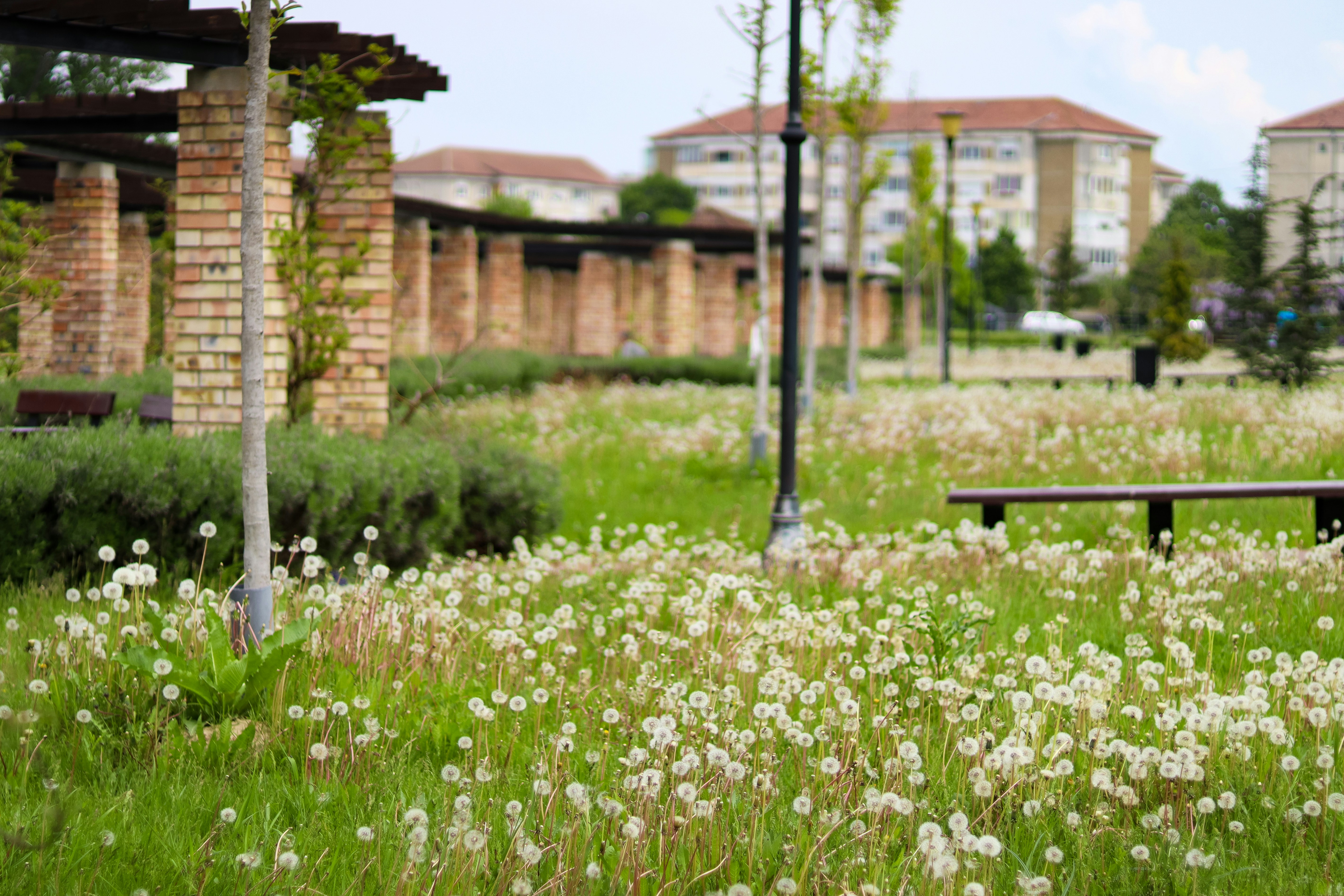 White Dandelion Clouds Over a Brick-Column Park Walkway
