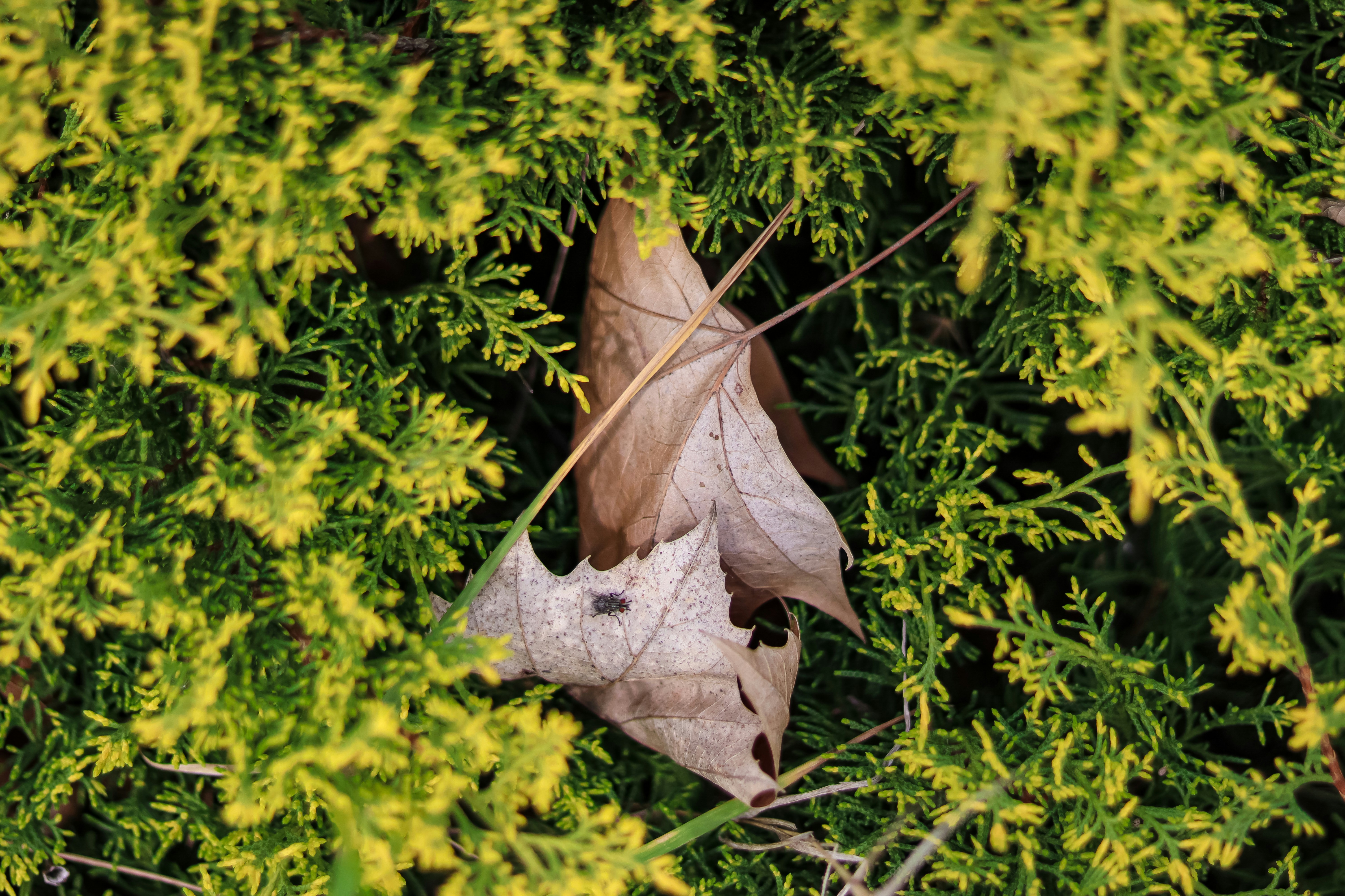 Autumn Leaf Nestled in a Burst of Yellow-Green Conifer Foliage