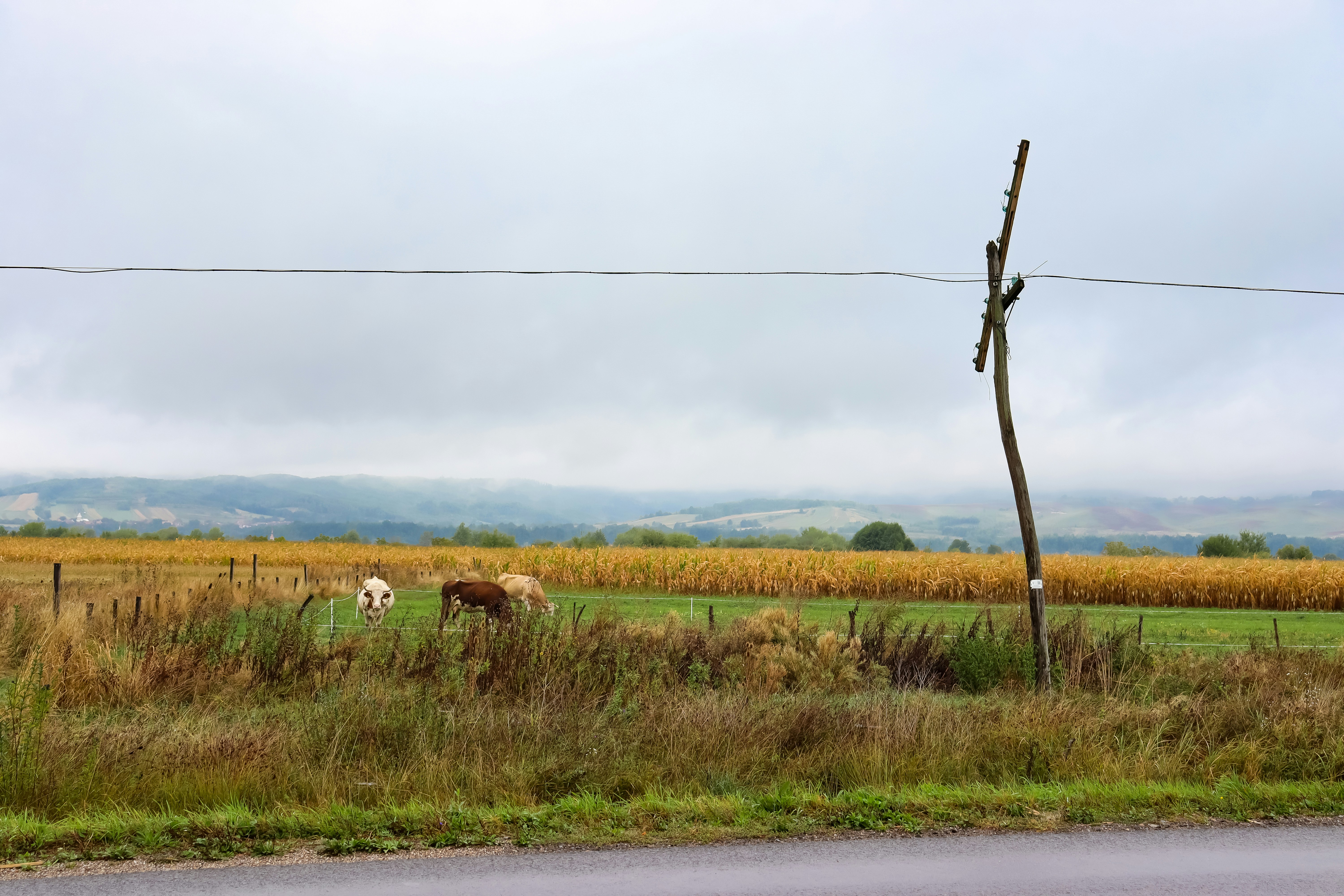 Two Cows on a Quiet Flat Farm Beneath a Cloudy Horizon and a Leaning Post