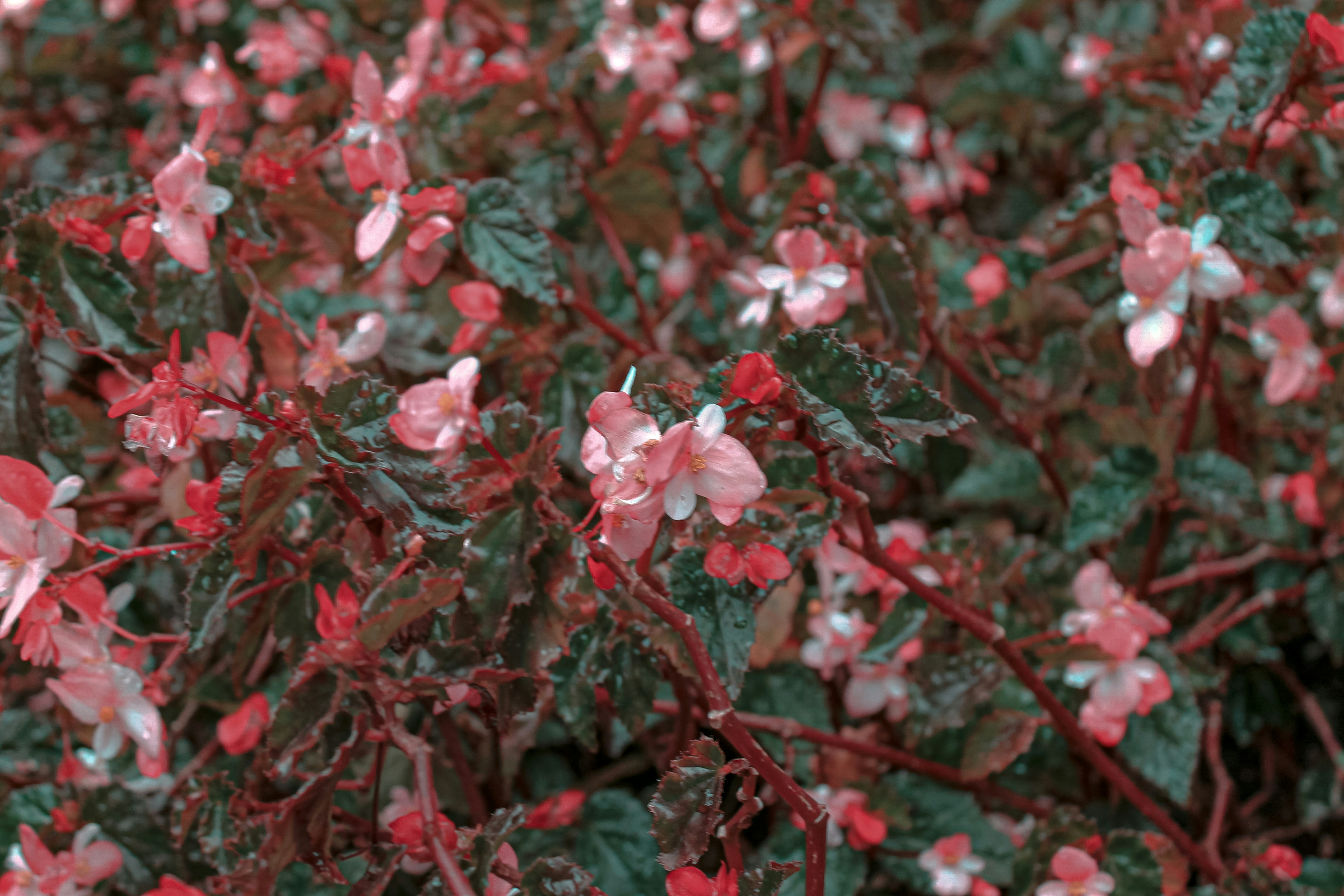 Dew-Kissed Pink Petals Woven Through Ruby Stems