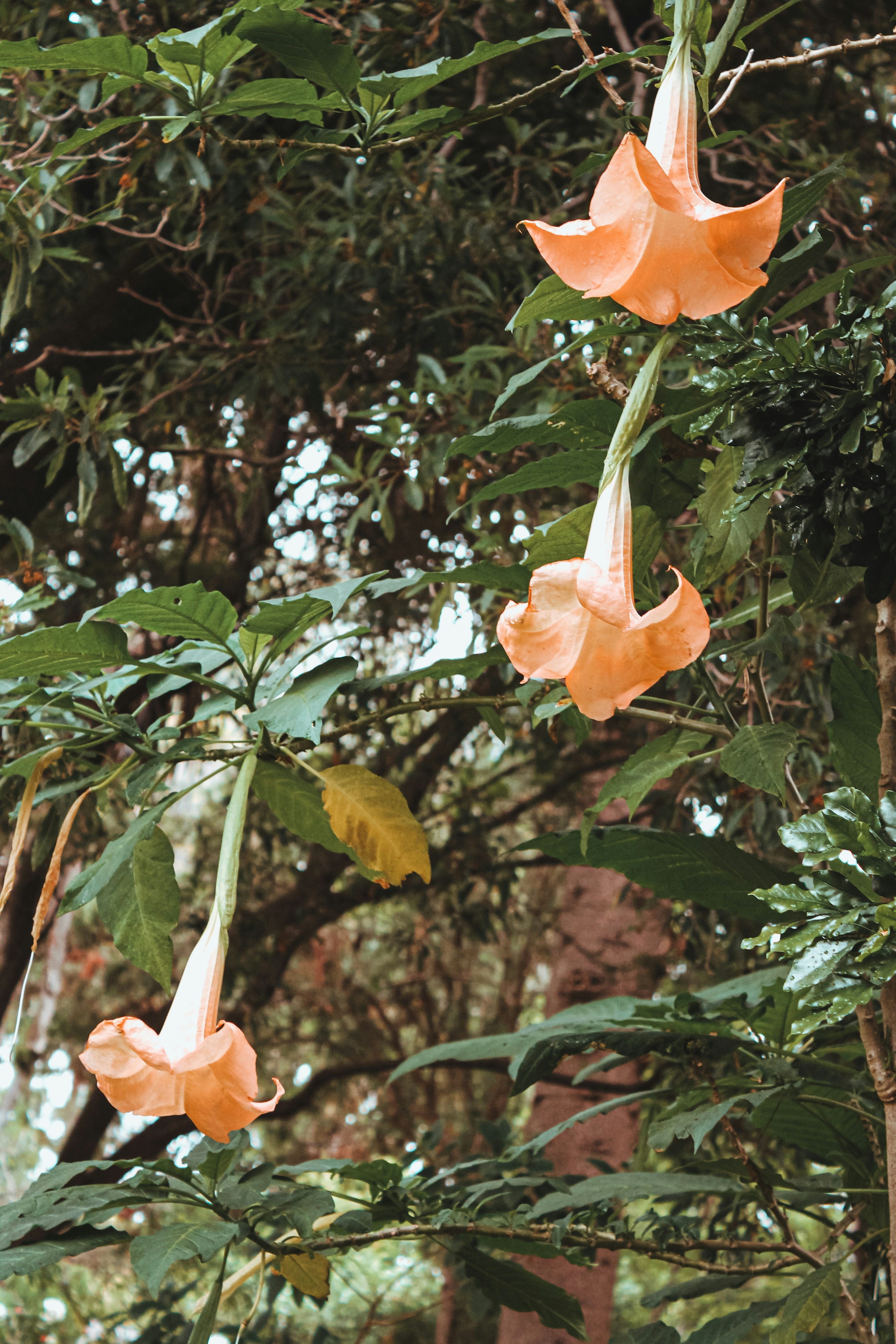 Orange trumpet blooms threading through shadowed foliage