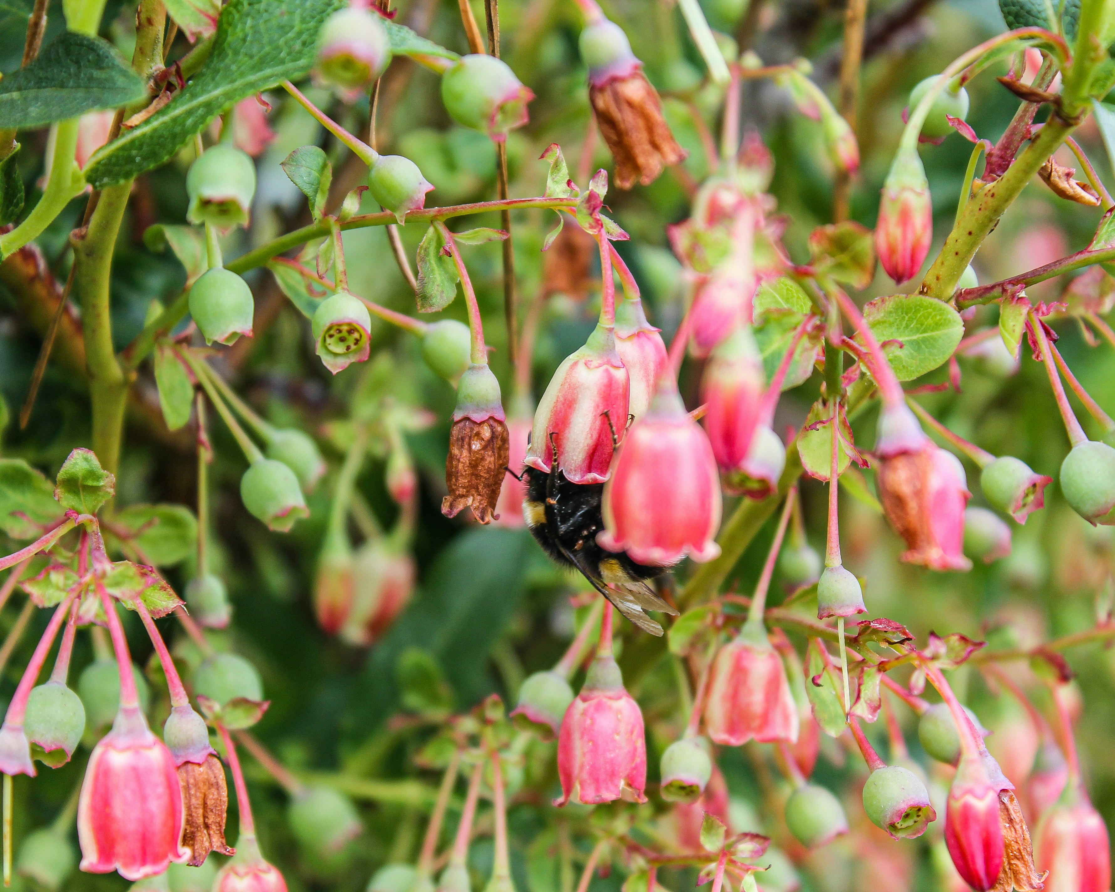 A bunch of flowers that are on a tree photo – Free Image on Unsplash