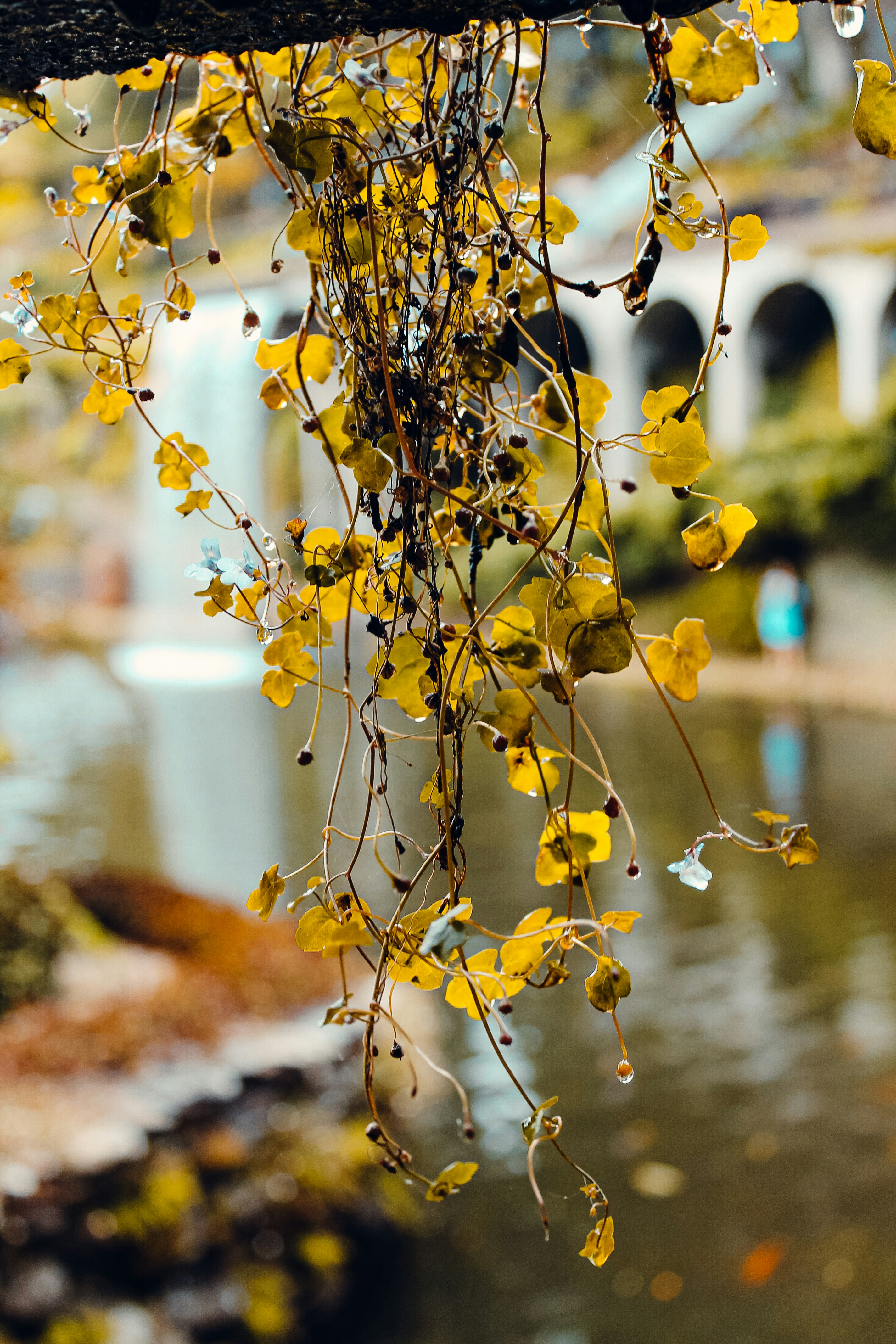 Tangled Autumn Vines Over a Quiet Pond