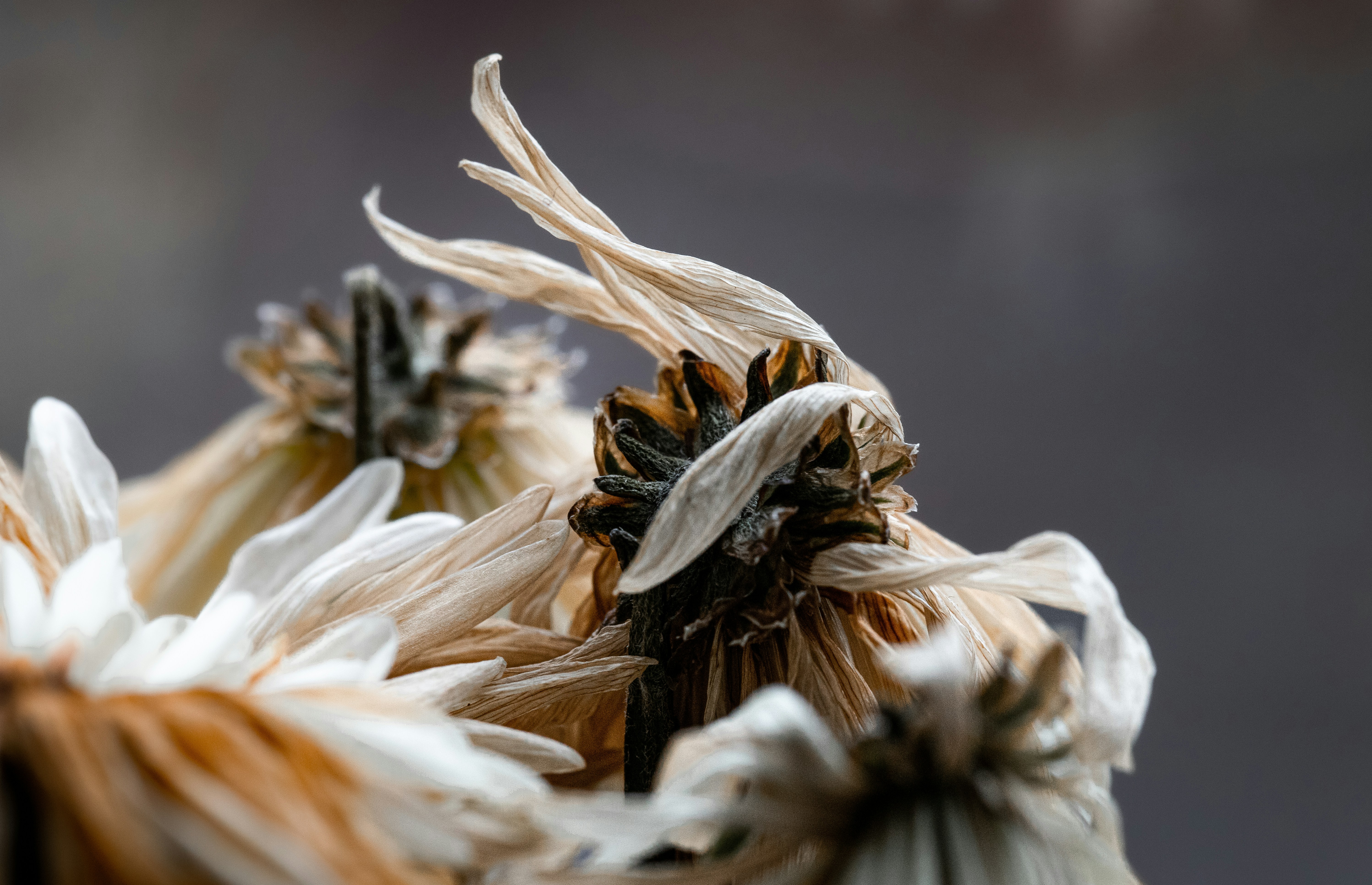 A close up of a bunch of dead flowers photo – Free Usa Image on Unsplash