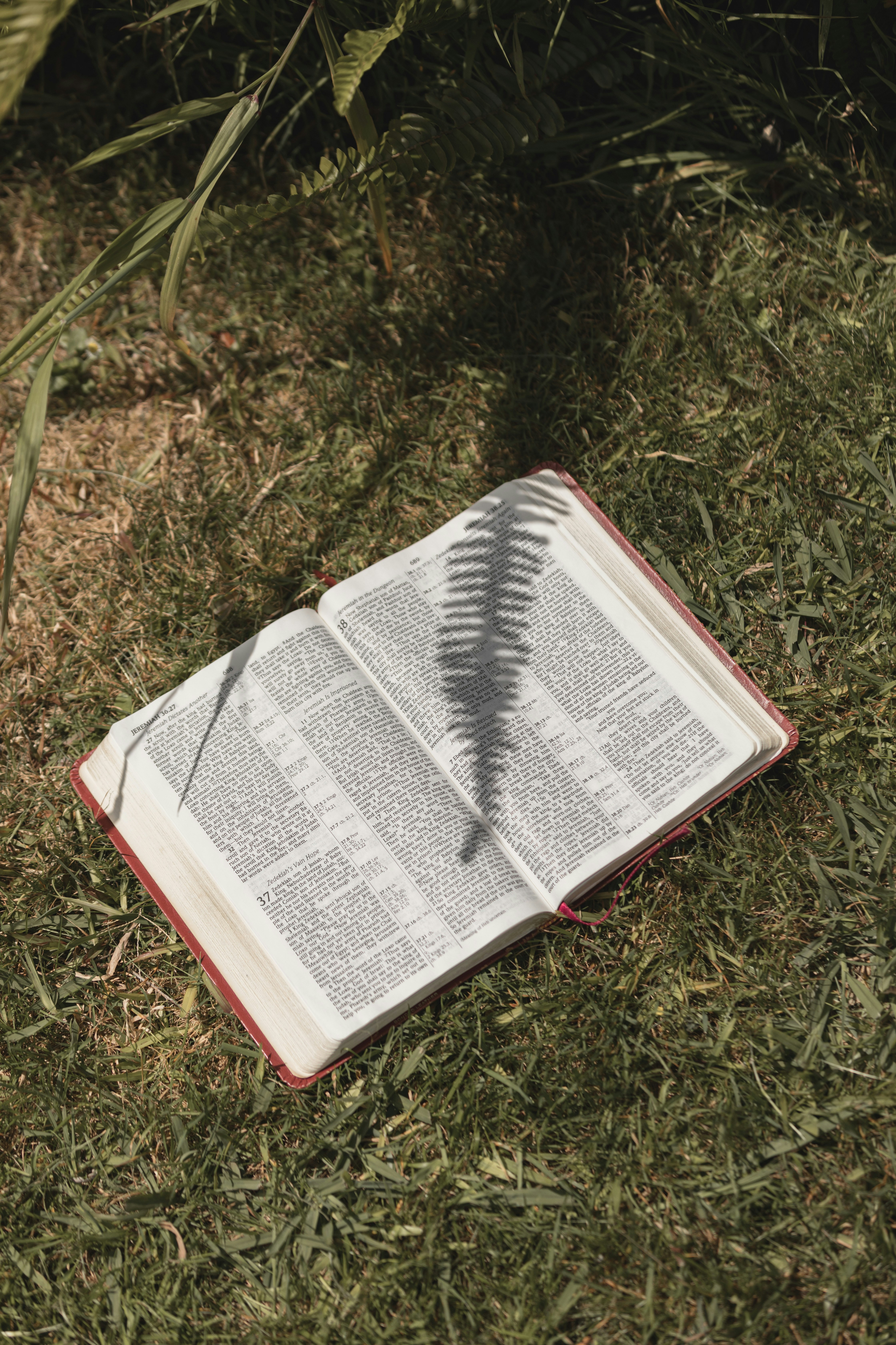 Open Bible on Grass, Shadowed by Foliage