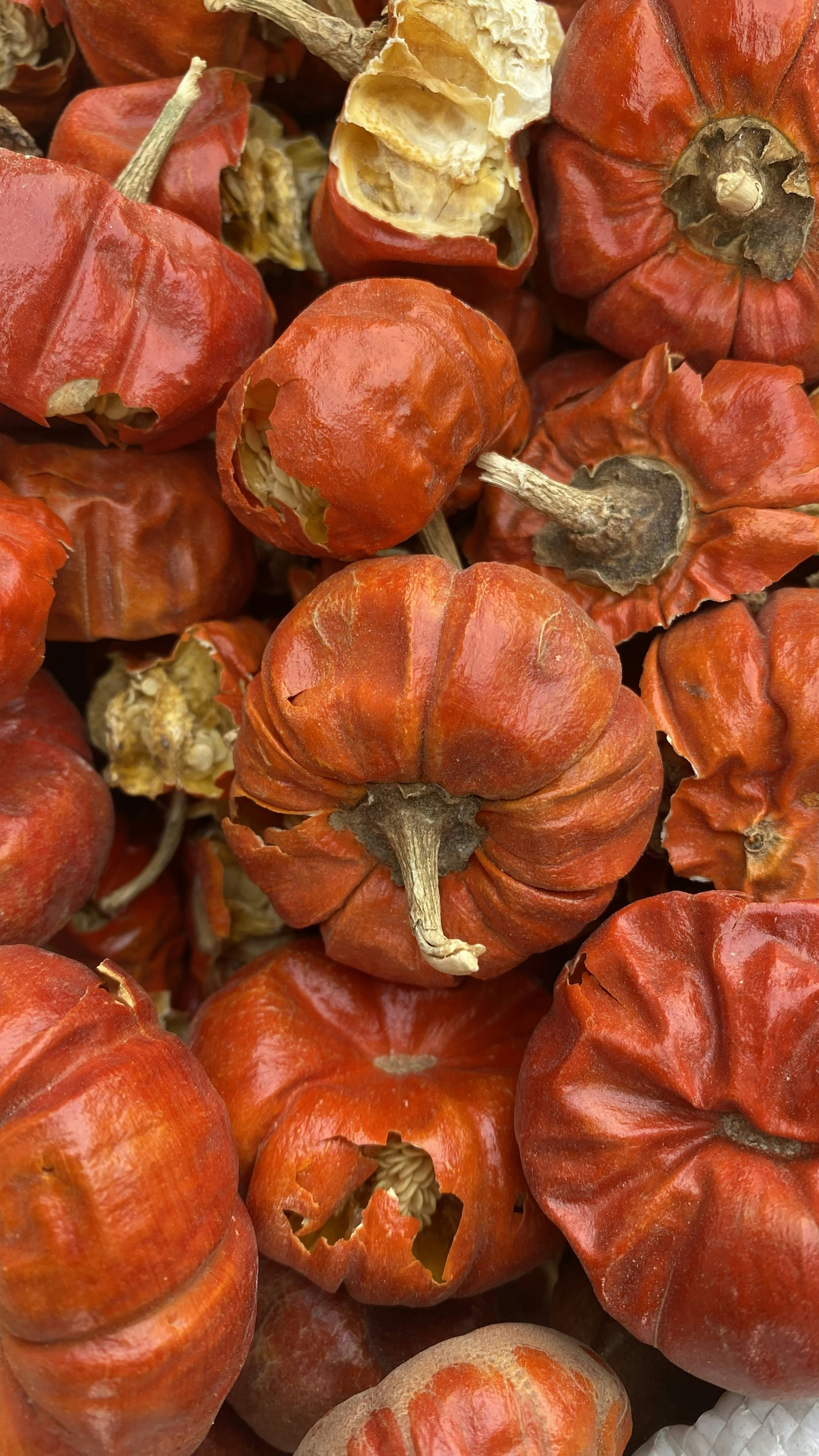 Scarlet Miniatures: A Close Cluster of Dried Pumpkins