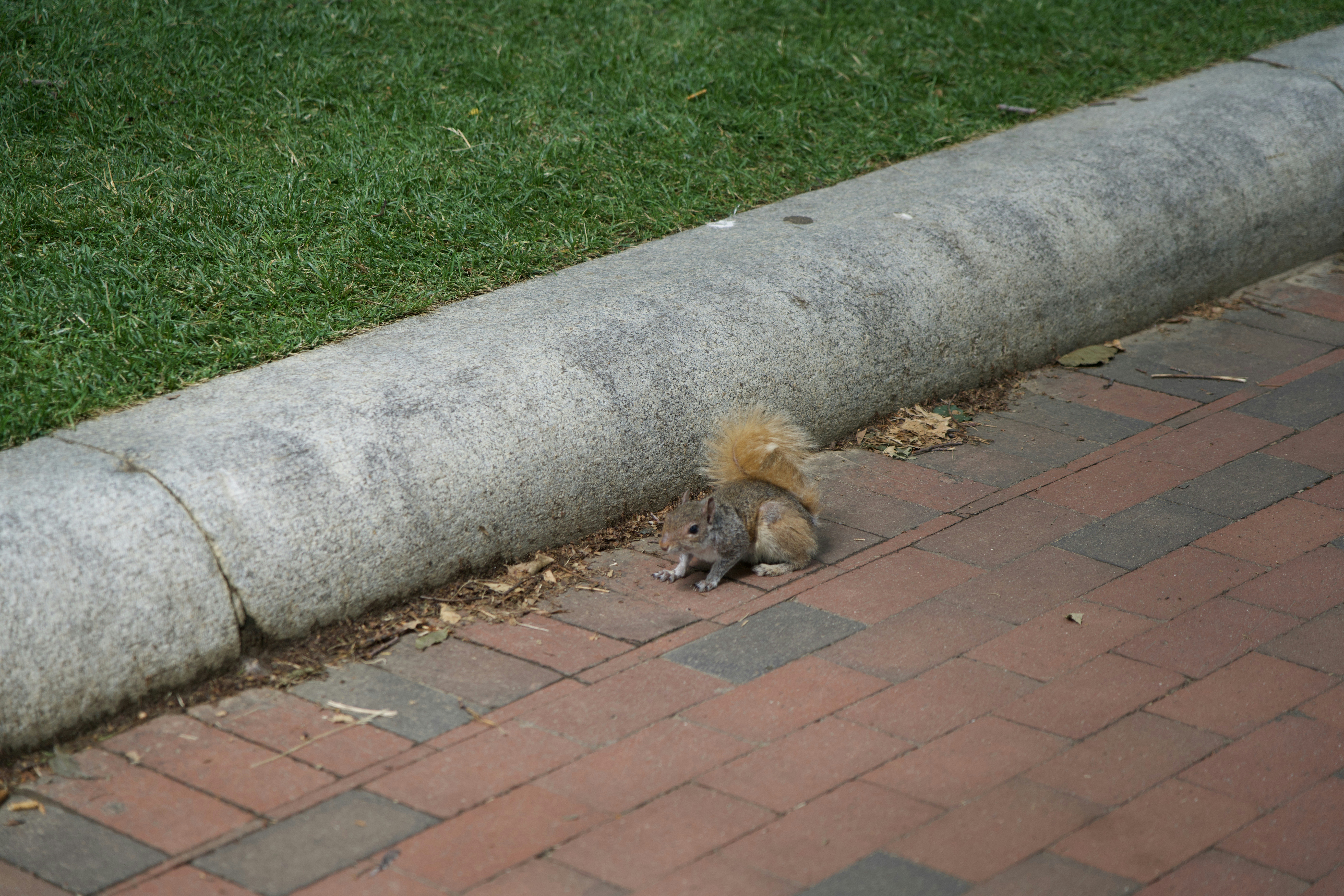 Curious Squirrel Pauses at the Brick-Paved Curb