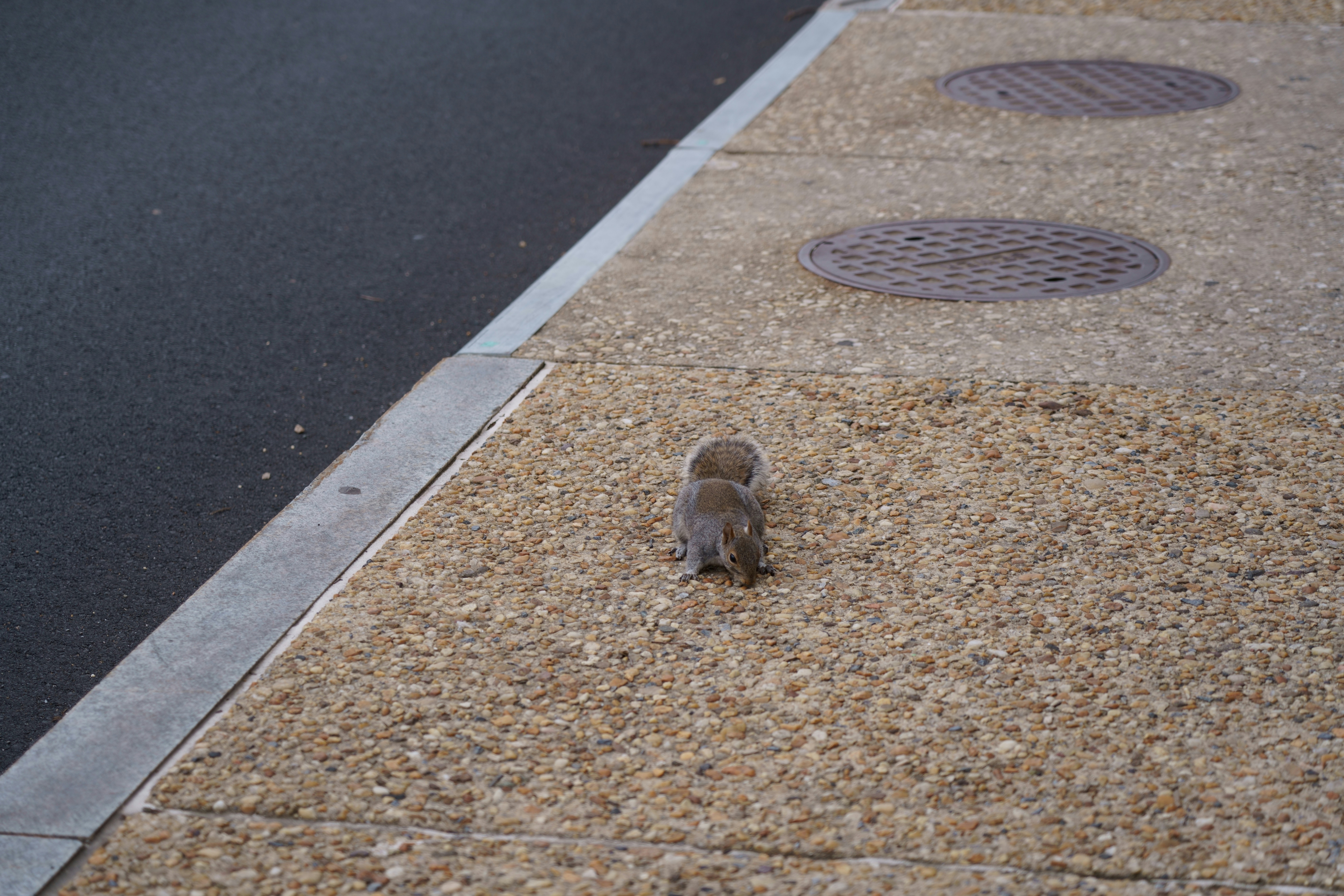 a small bird standing on the side of a road