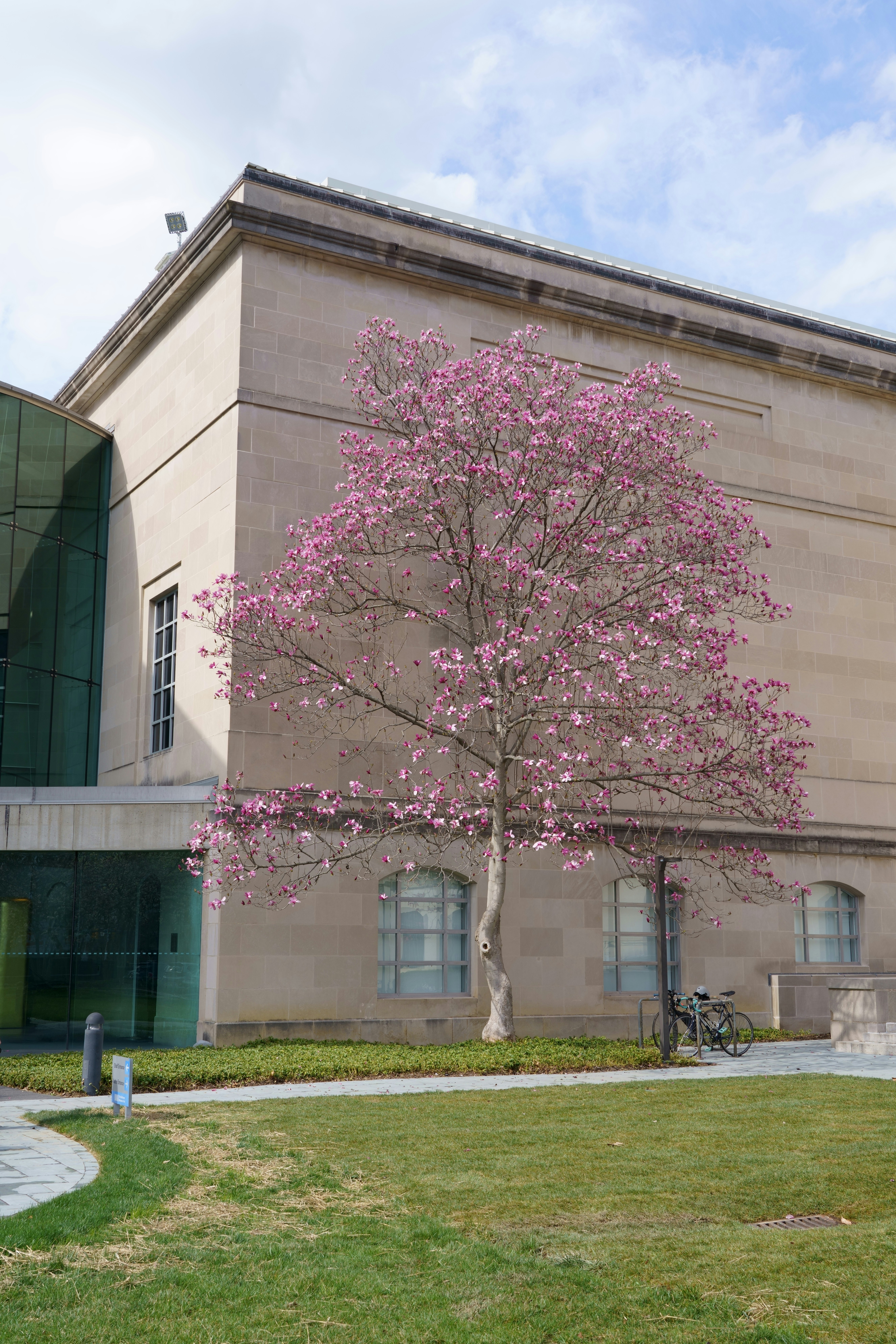 a tree in front of a building with pink flowers