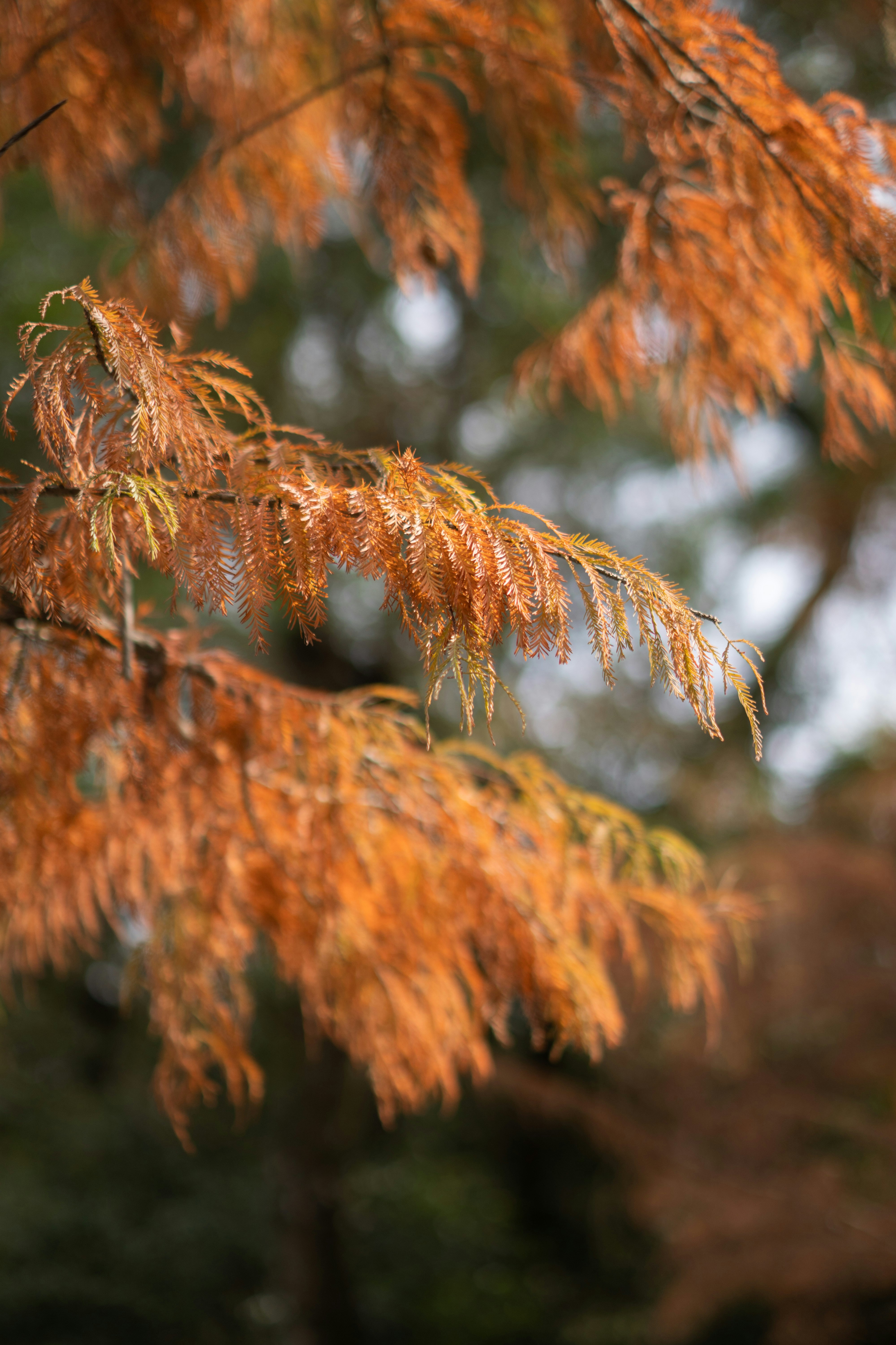 a close up of a tree with a blurry background
