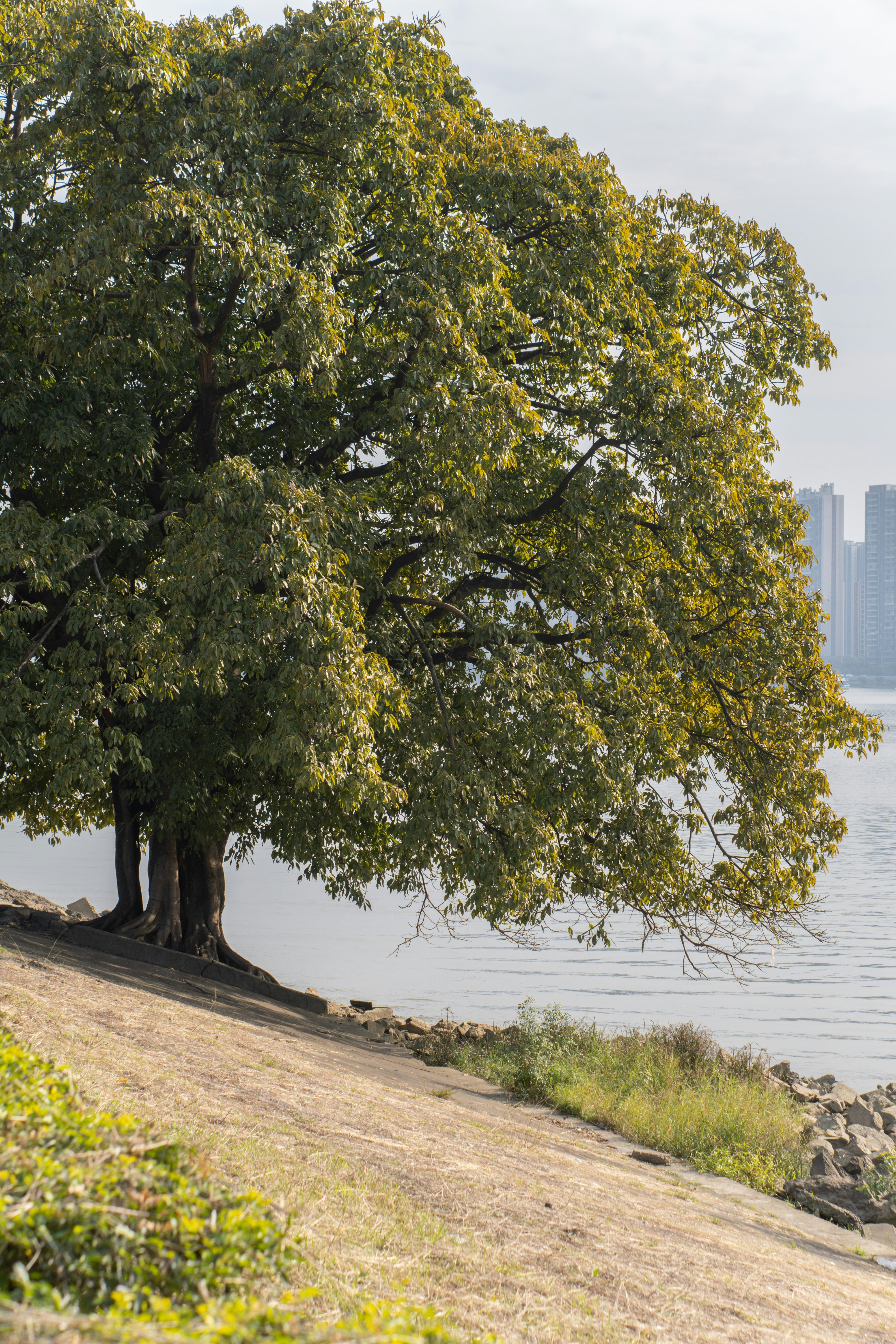 Anchor of the Shore: A Grand Tree Framing a Distant Skyline