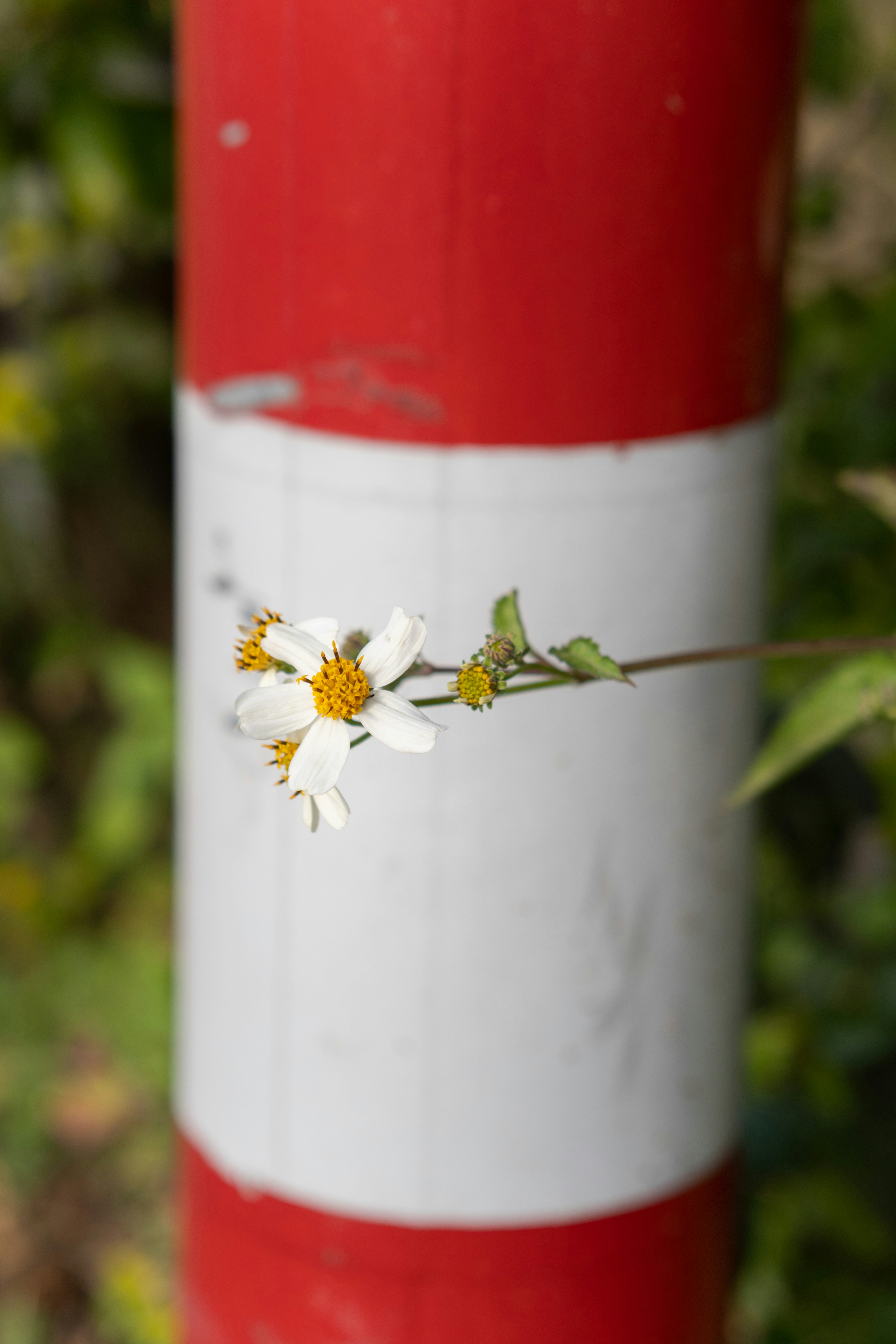 a close up of a flower on a pole