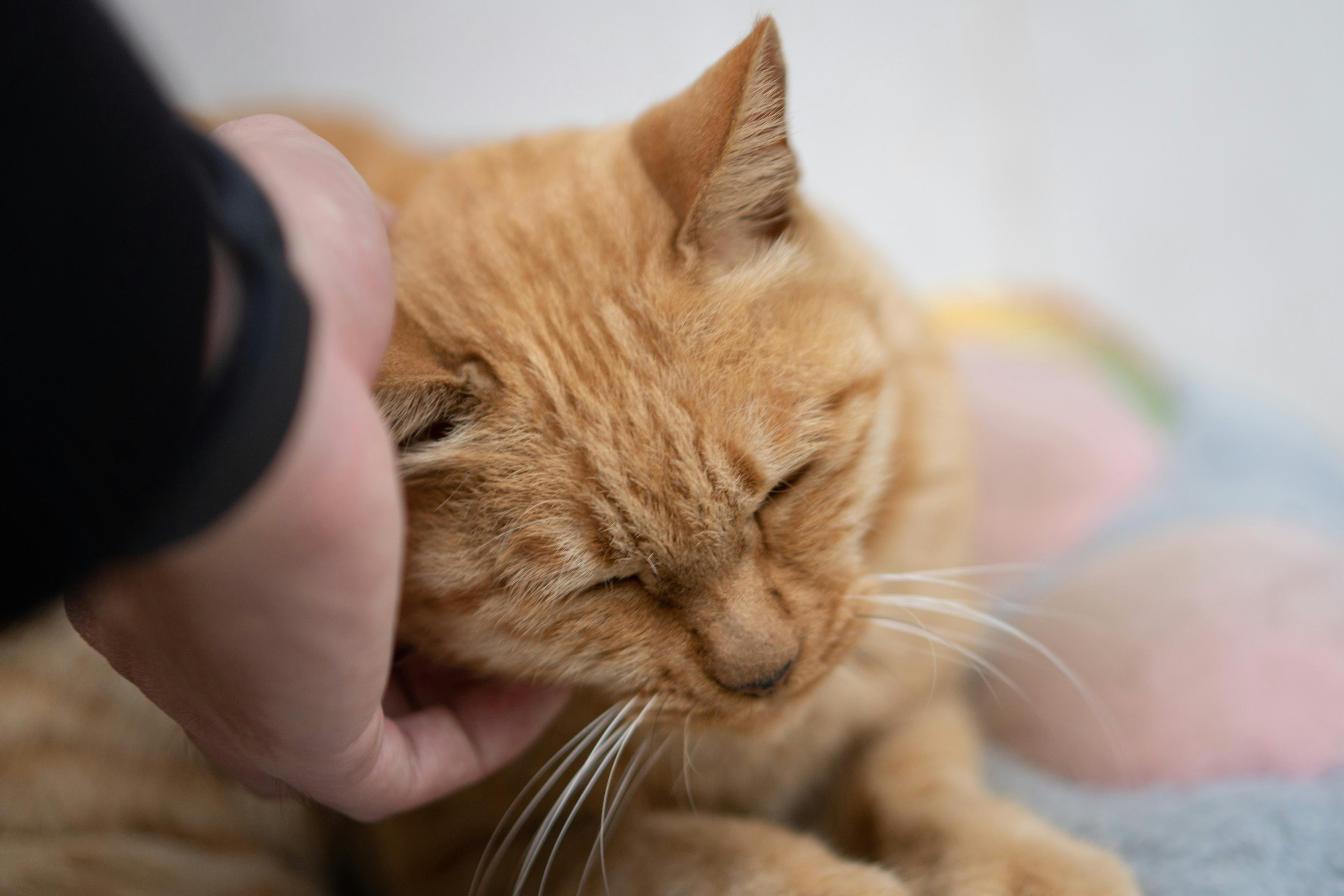 Whiskers in Slumber: Gentle Pat on a Ginger Cat