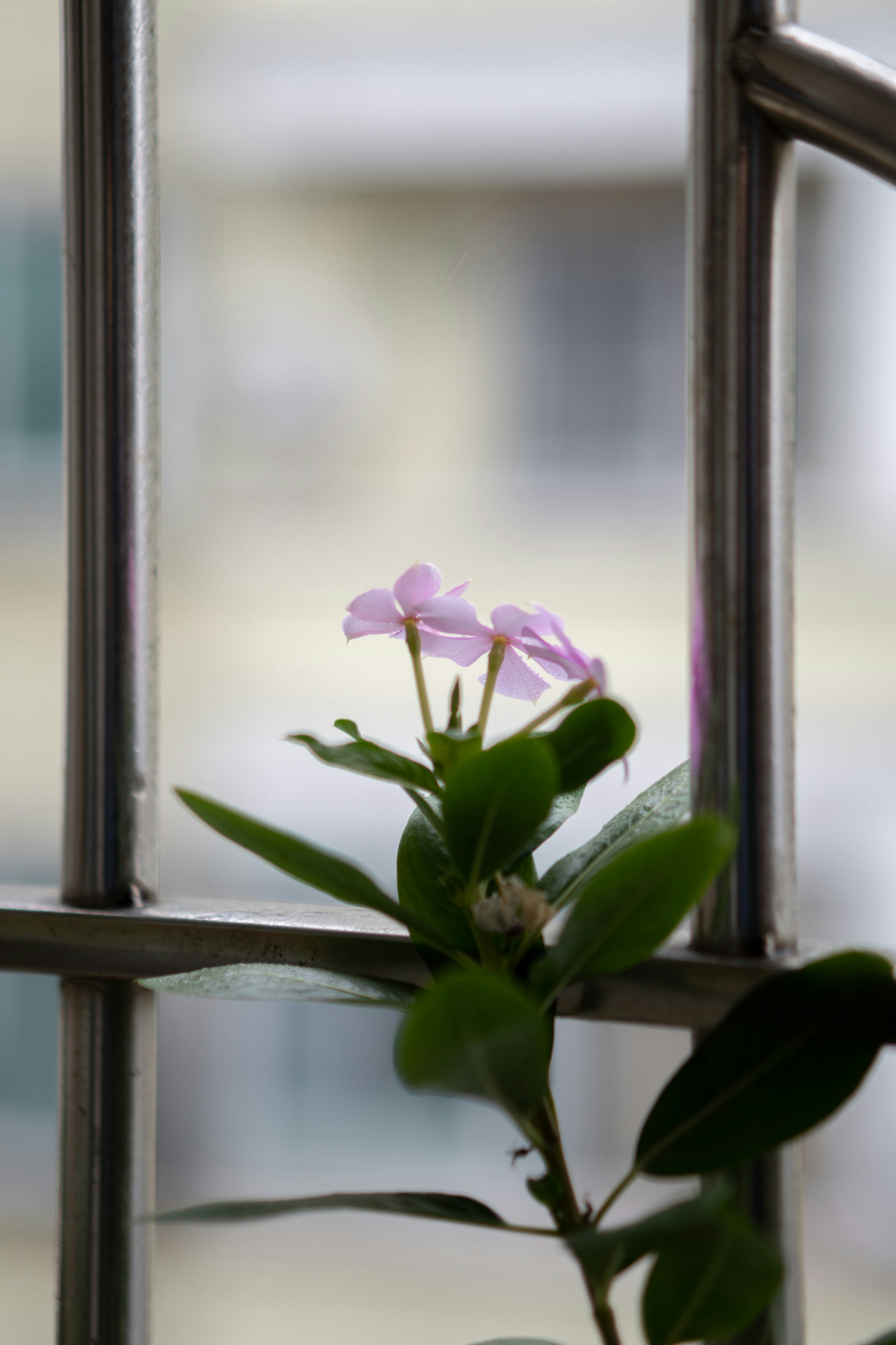 Between Rails, a Pink Bloom Finds Light