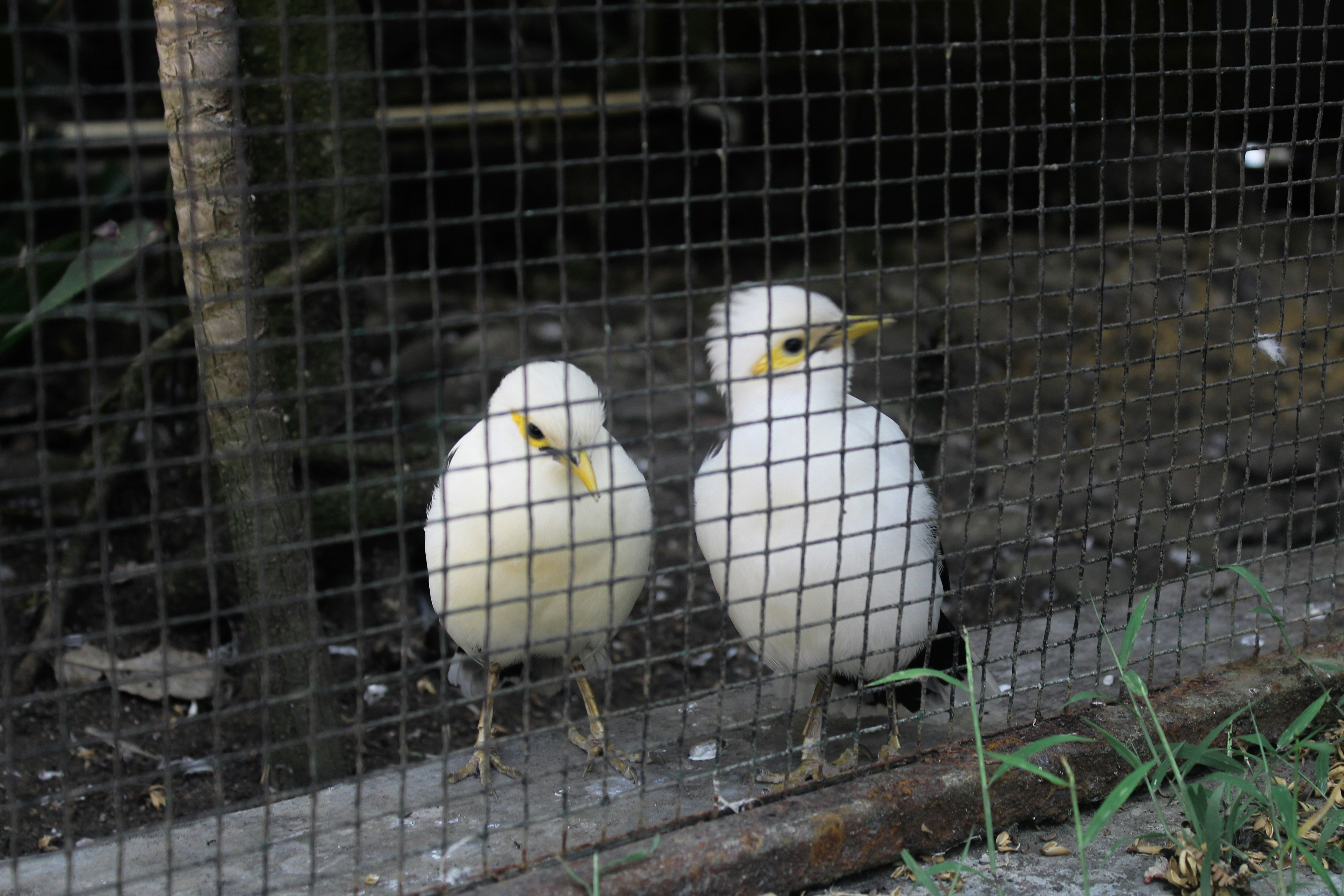 Quiet Duo Behind Wire: Two White Birds in a Rustic Enclosure