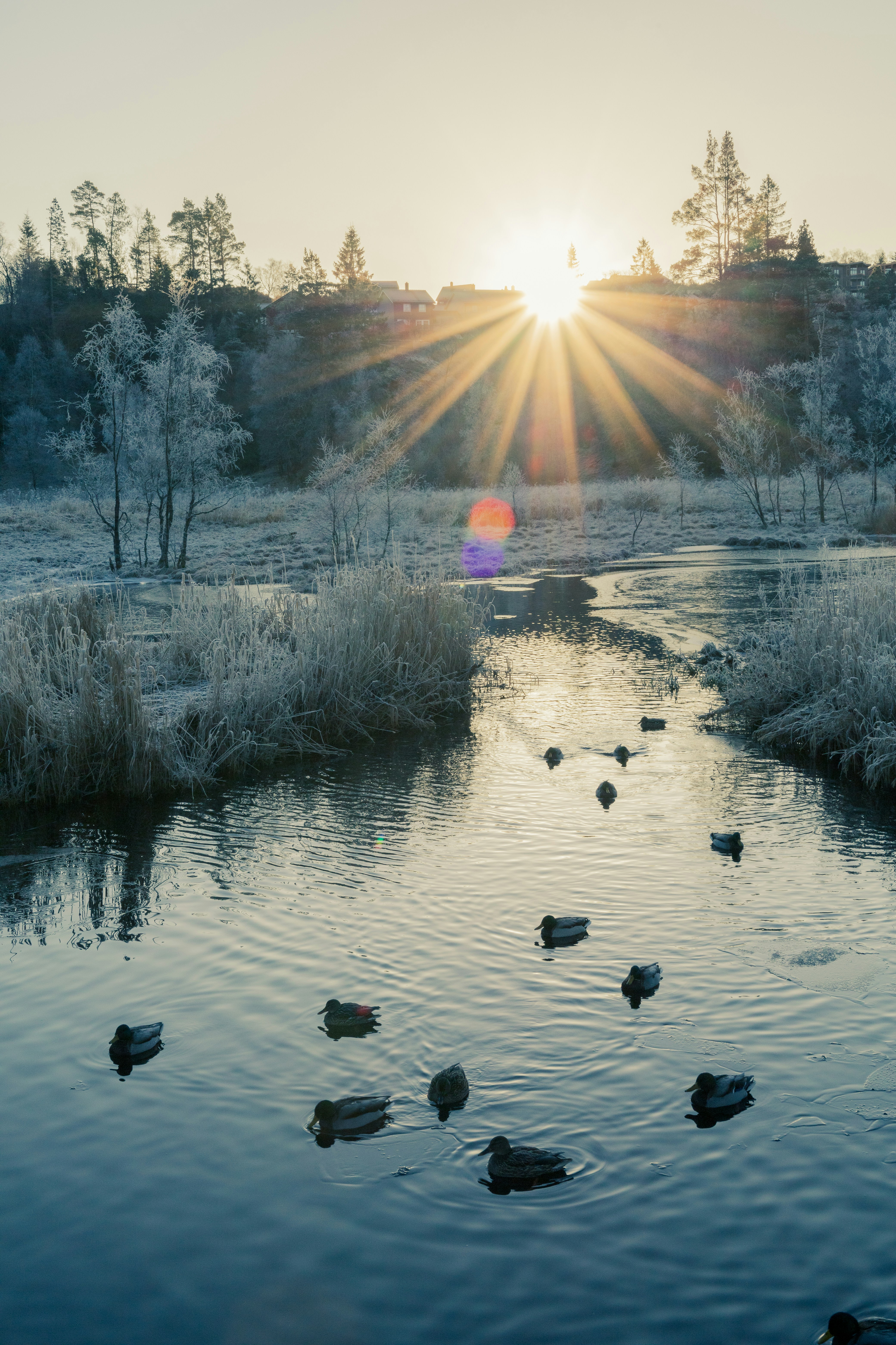 Sunburst Over a Frosted Waterway with a Loon Choir