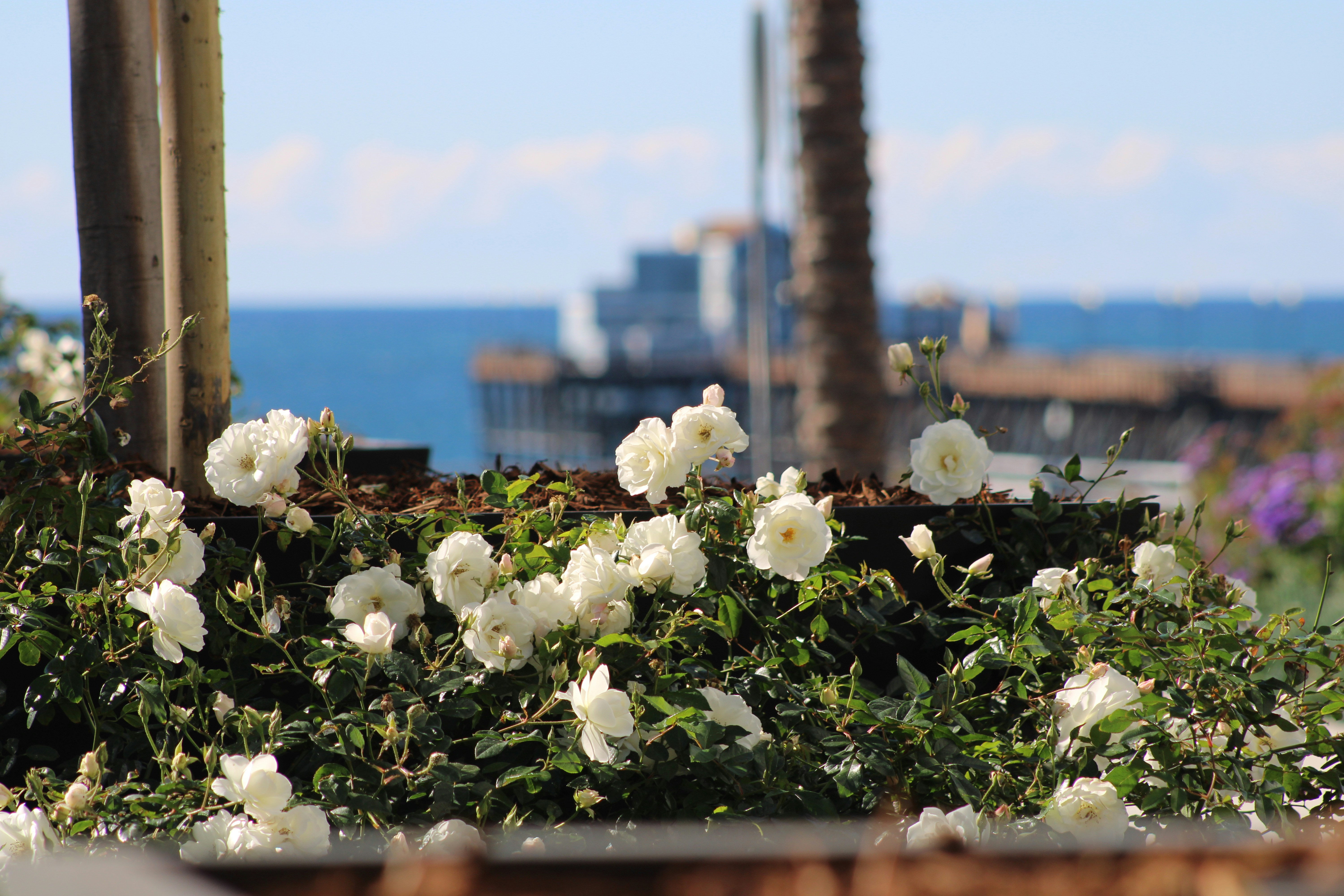 Rooftop Roses Framing a Sea-View Moment