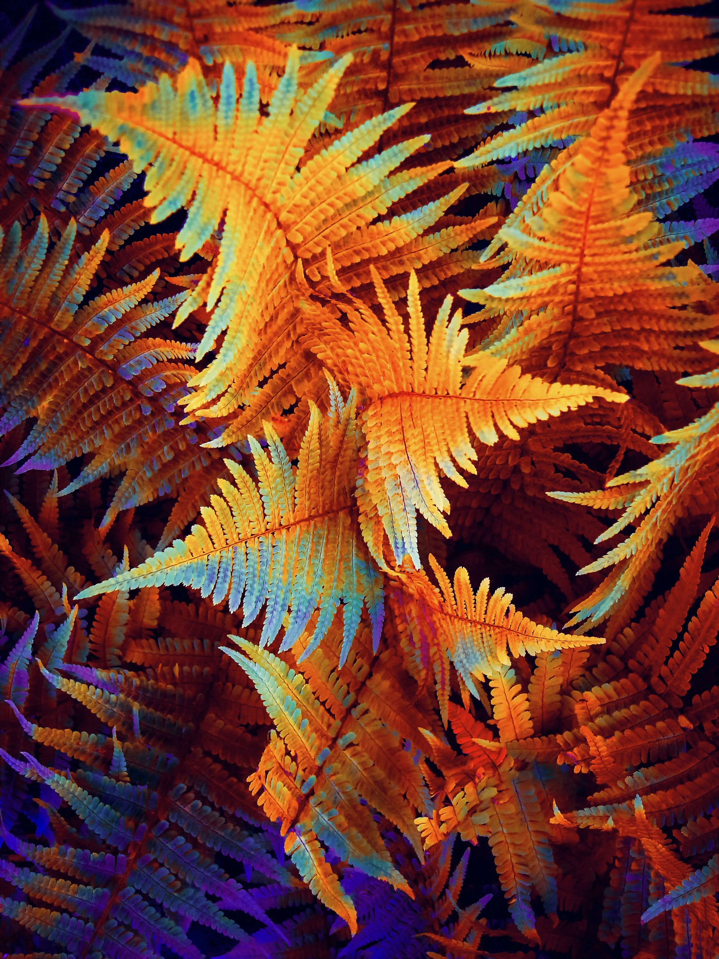 Close-up of densely packed fern fronds in vivid orange, blue, and purple tones, creating a fiery, abstract foliage tapestry. The composition emphasizes color contrast and tactile texture.