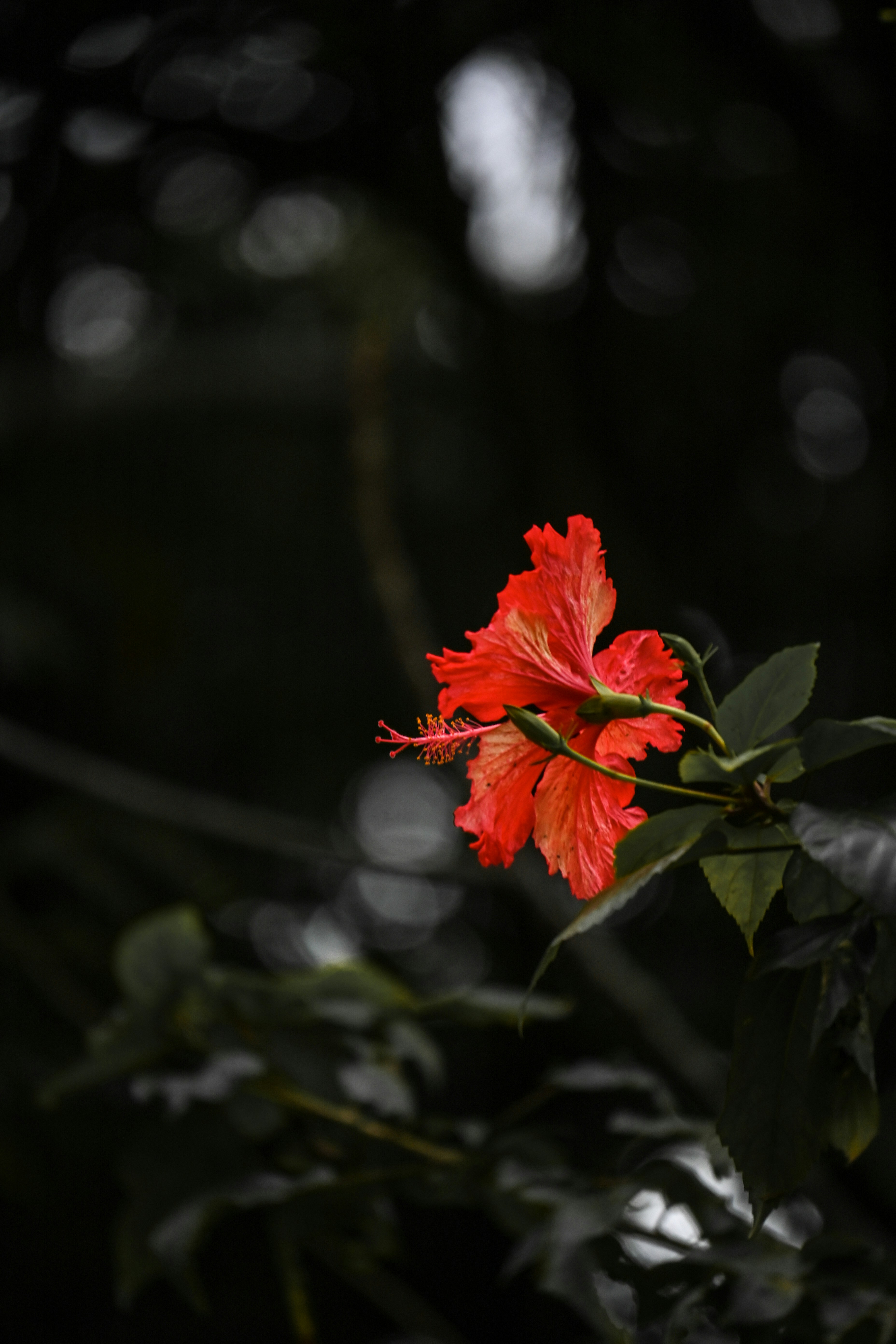 Vibrant red hibiscus flower stands out against a dark, blurred background, highlighting its intricate petals and green leaves.