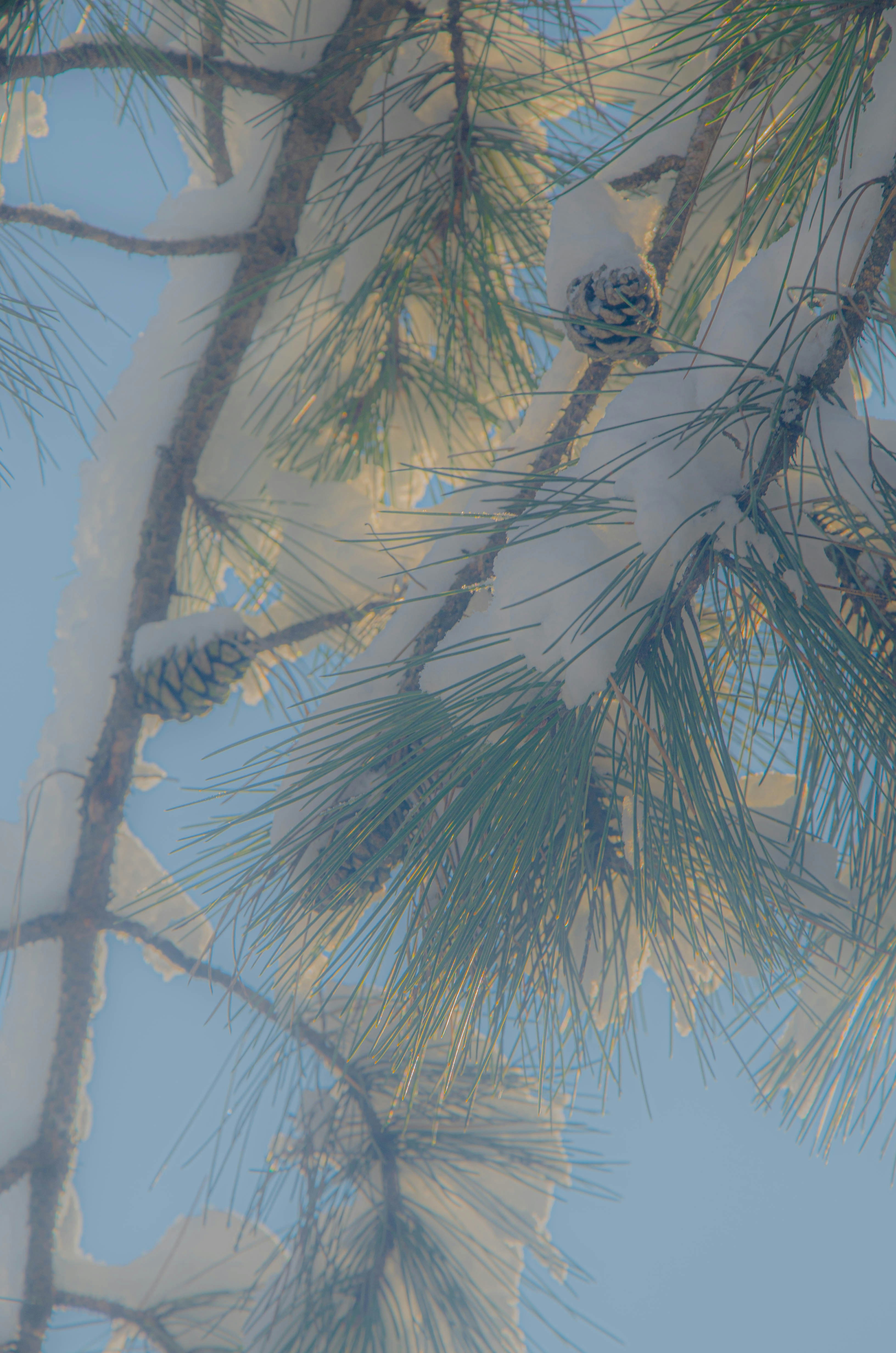 Blue Sky, Frosted Pines: A Quiet Winter Moment