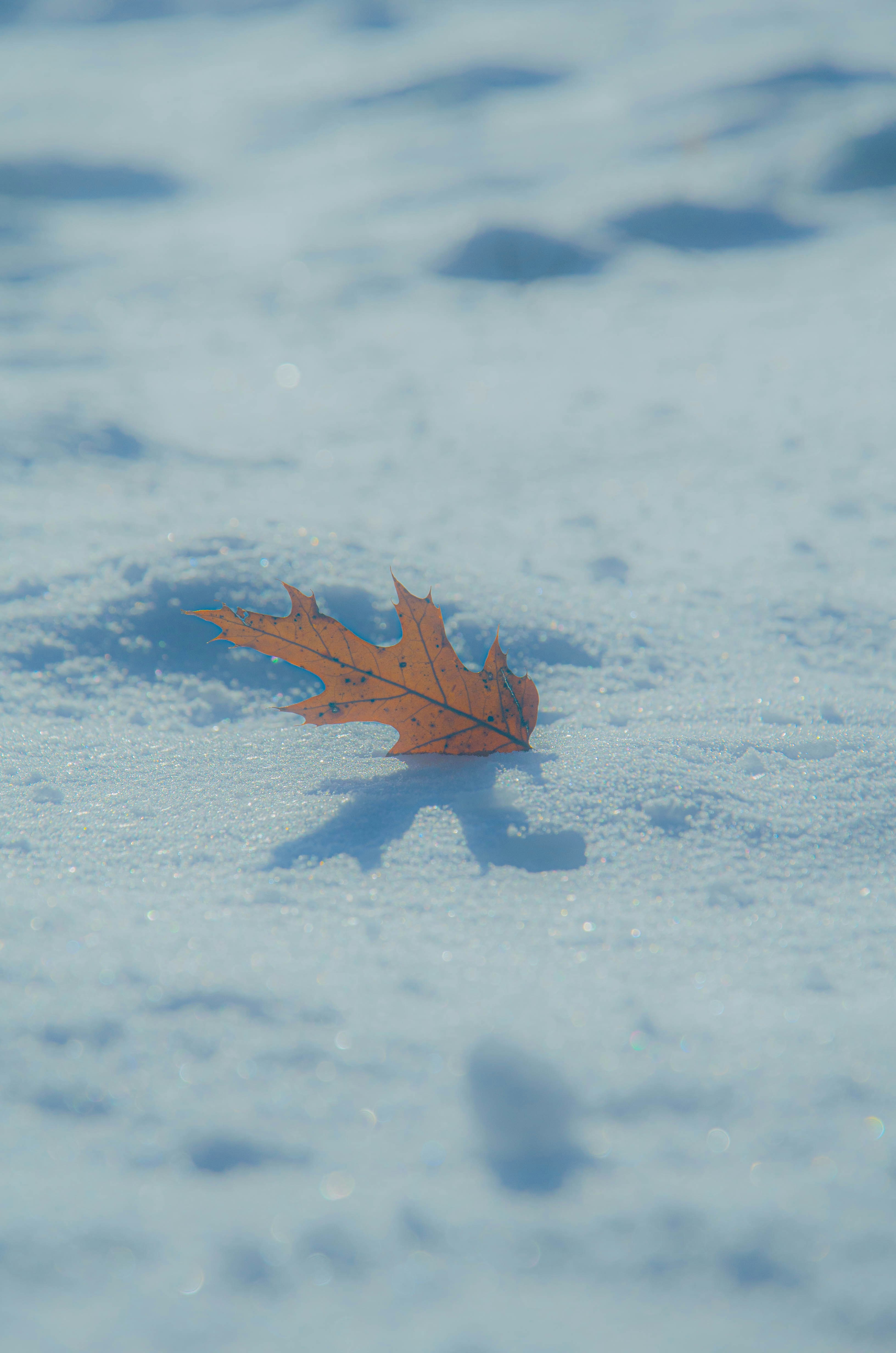 Rust on Ice: a solitary maple leaf on blue-tinged snow