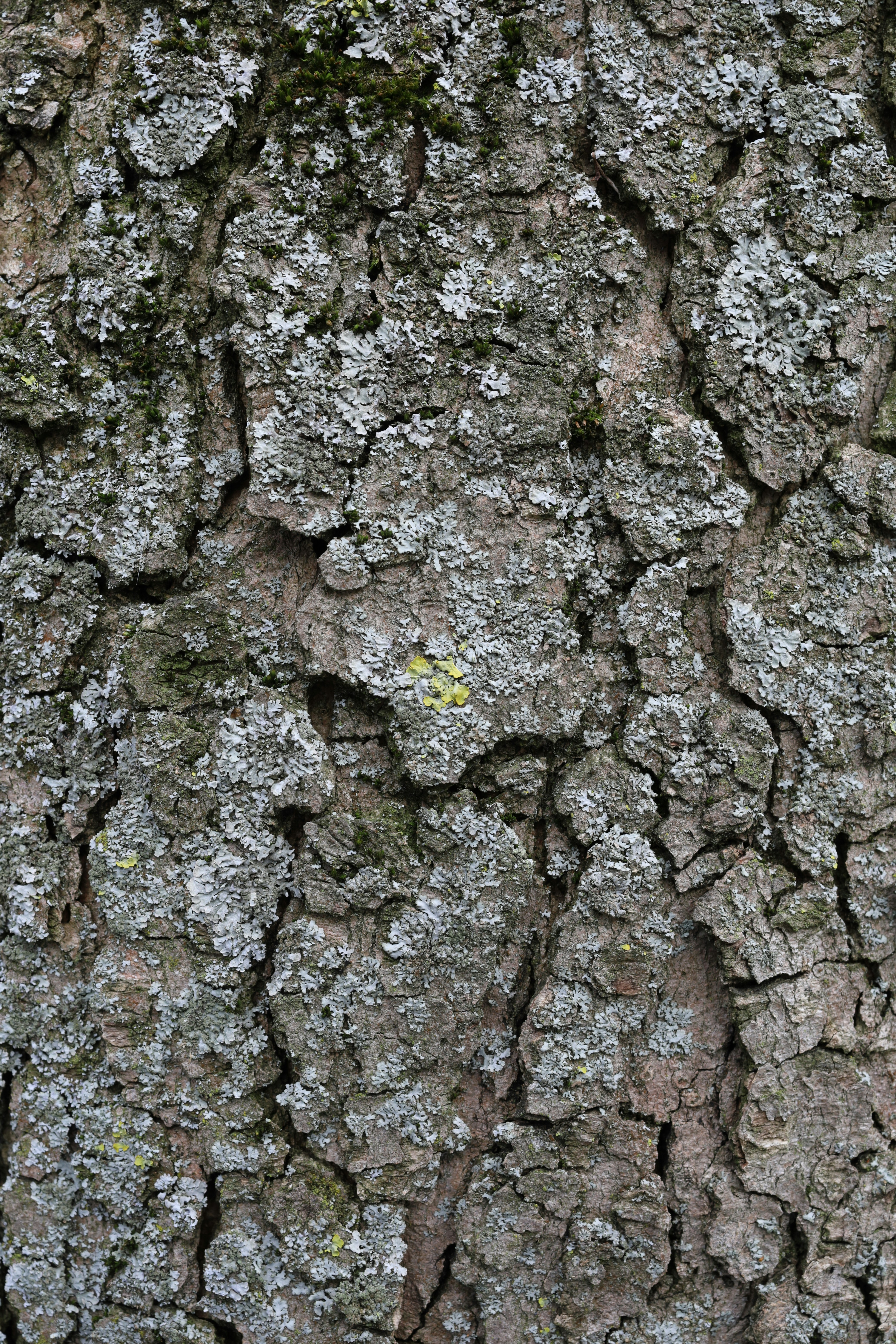 Cracked Bark: a textured portrait of rugged tree skin