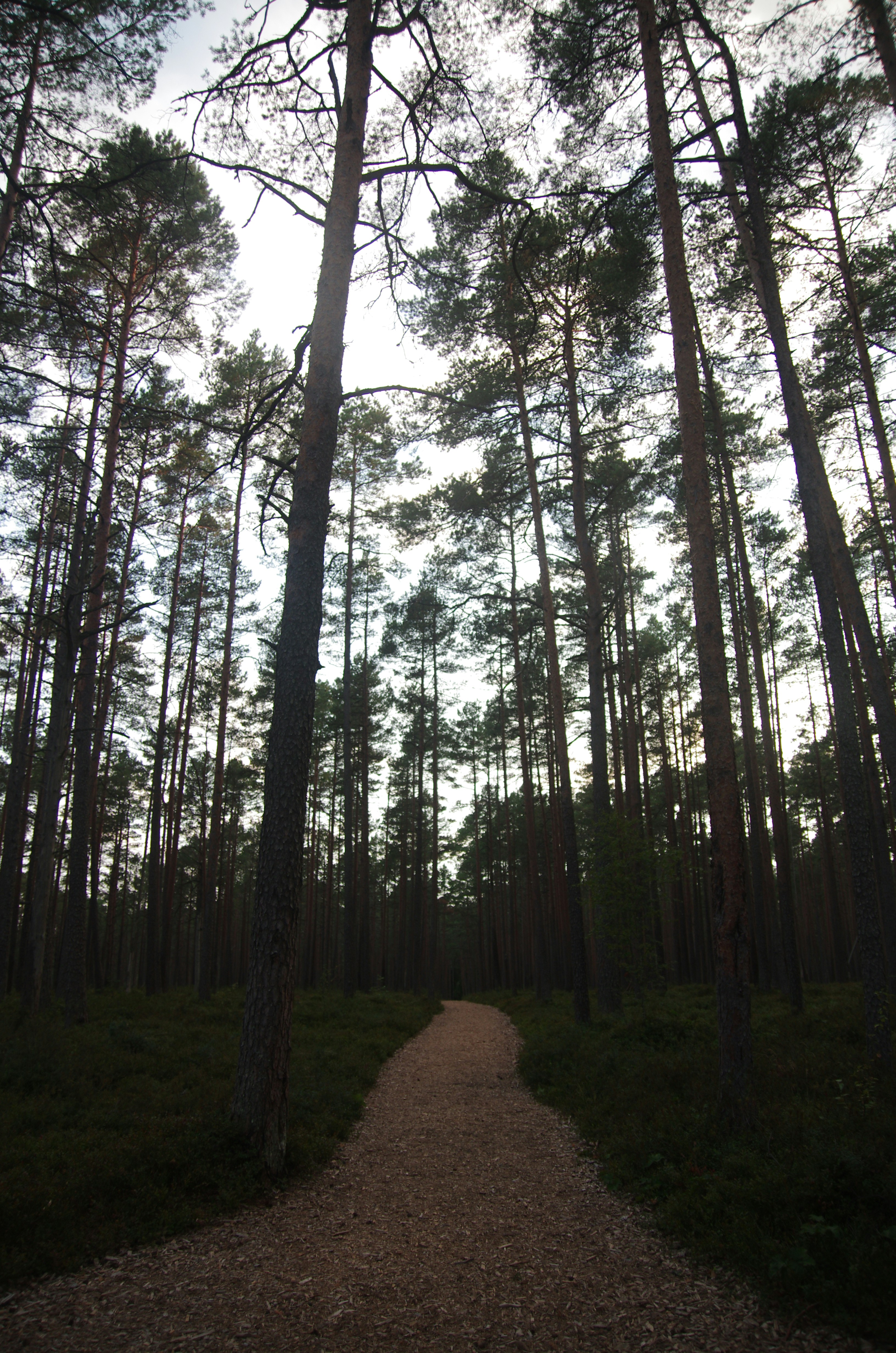 Vanishing Path Through a Pine Cathedral