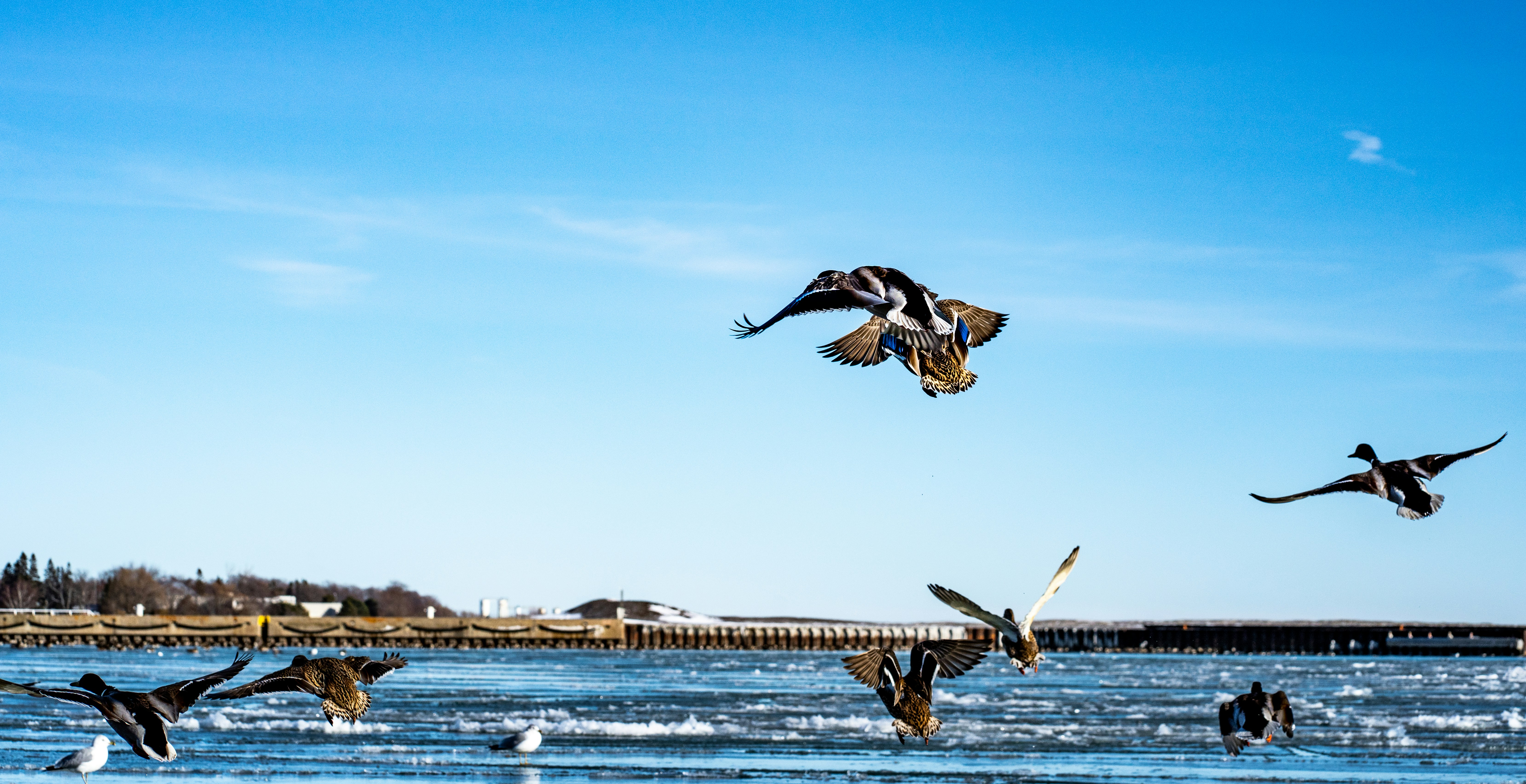 waterfowl take flight during winter