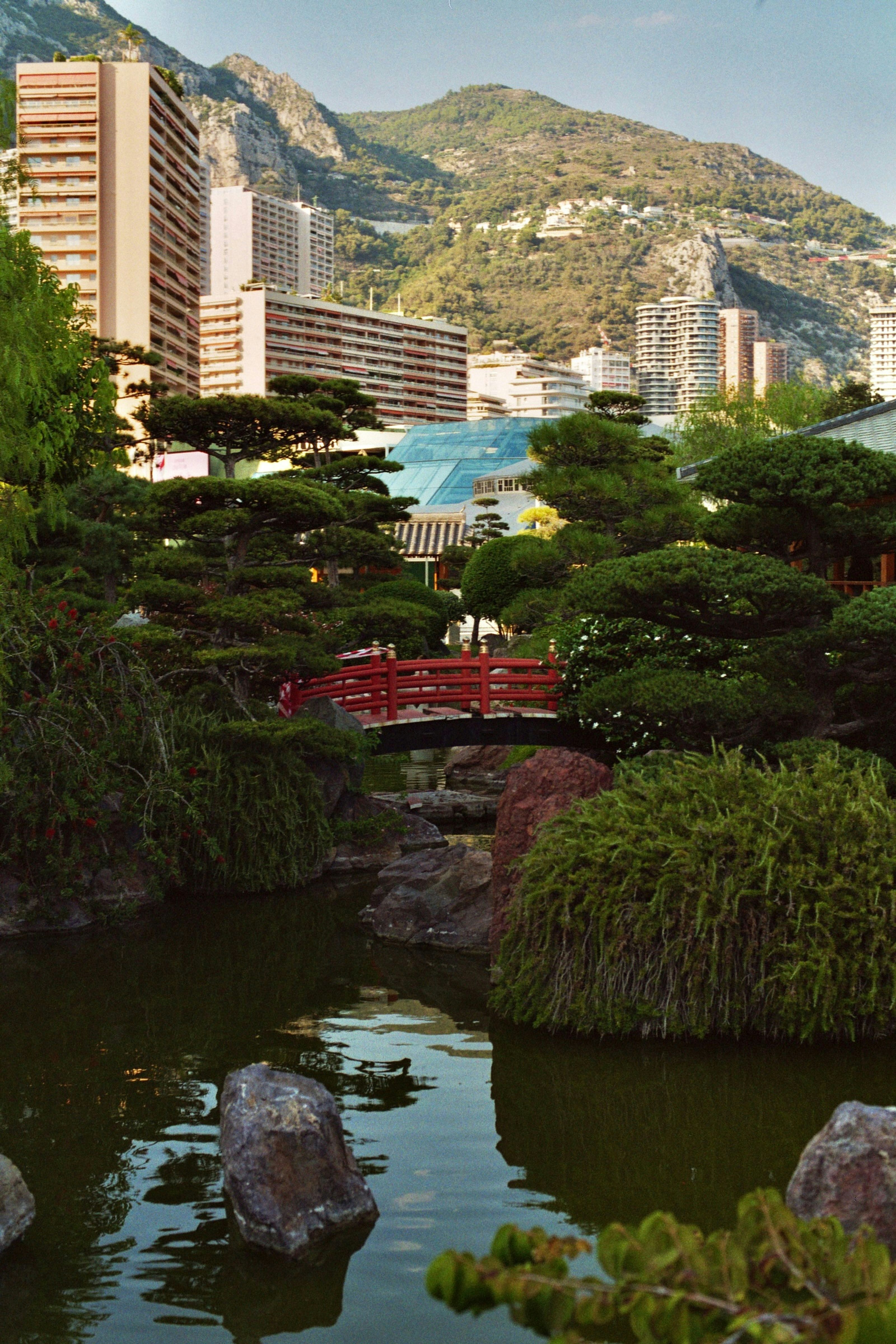 Red Bridge Amid Meticulous Pines: A Quiet Garden Framed by Urban Towers and Mountain Backdrop