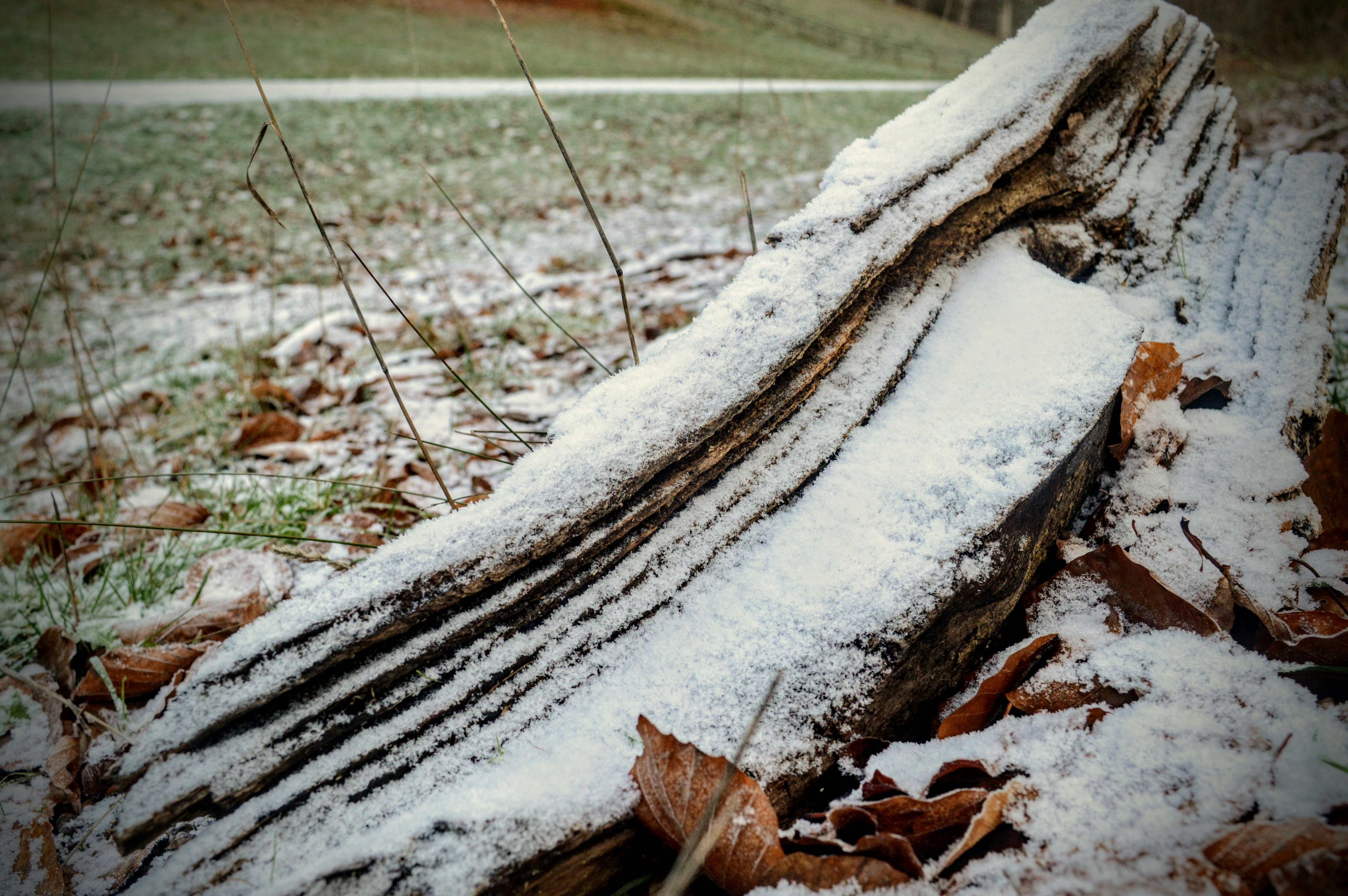 Frosted Contours: A Close Portrait of a Snow-Dusted Log