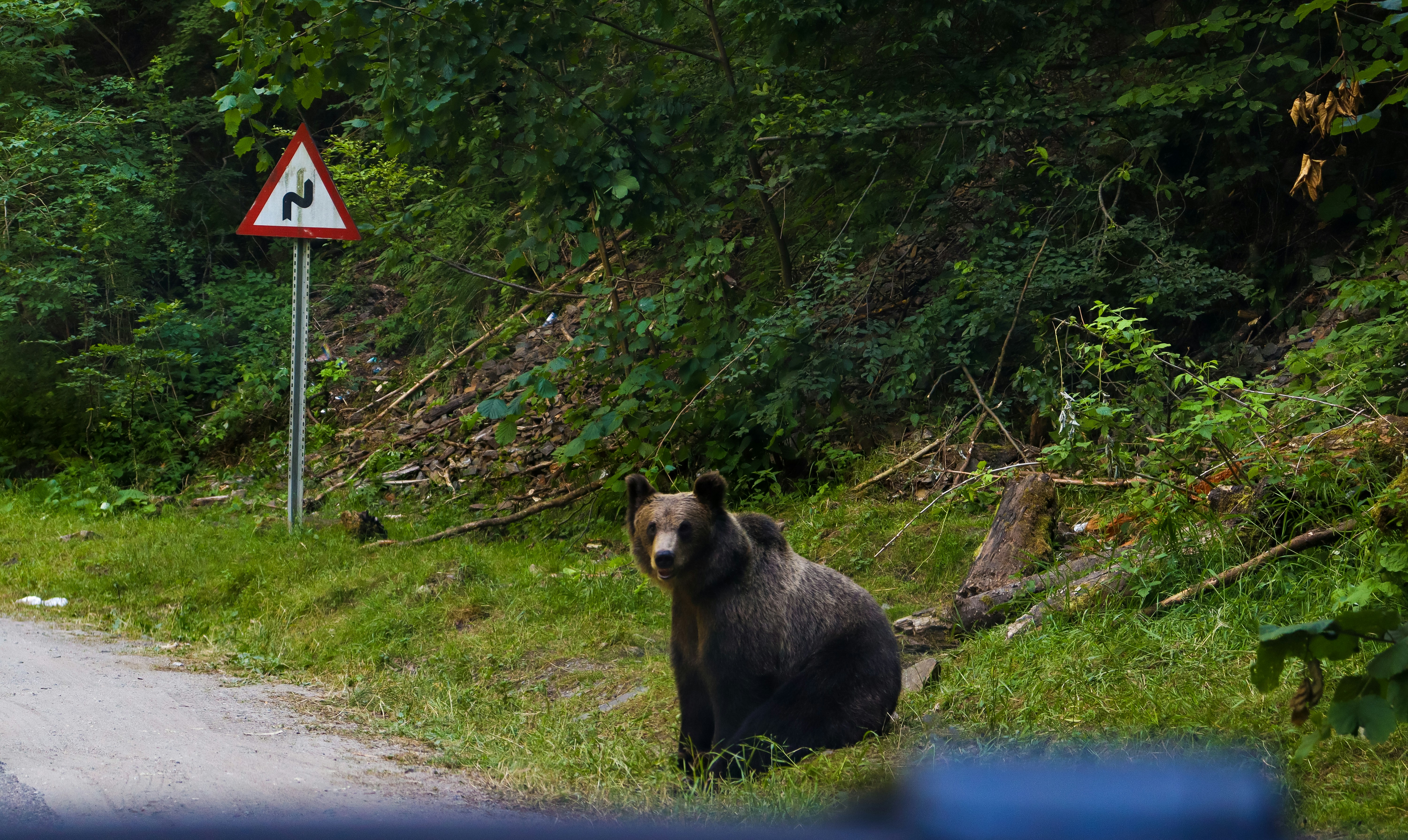 A brown bear sitting on the side of a road photo – Free Transfăgărășan ...