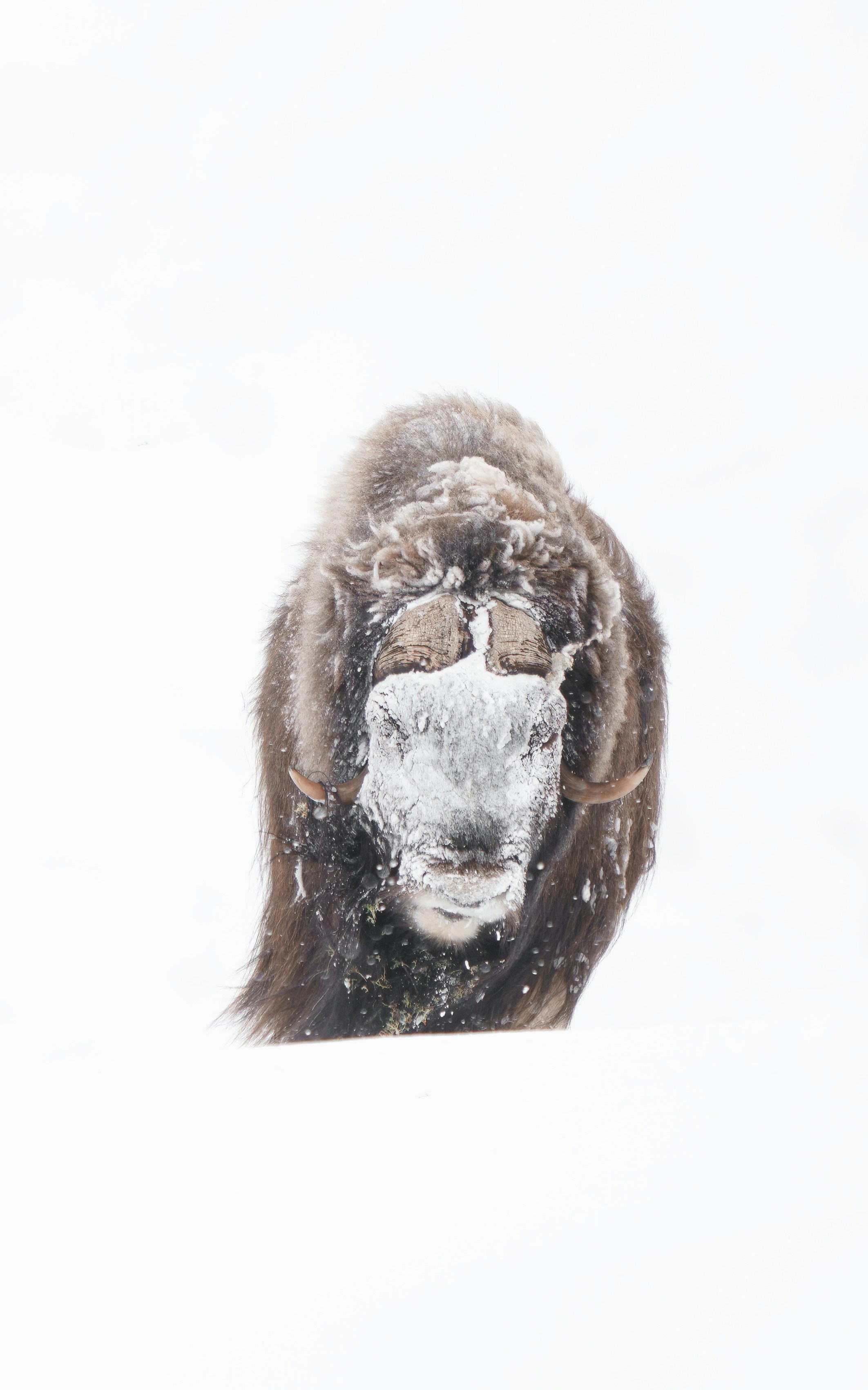 Musk ox facing winter