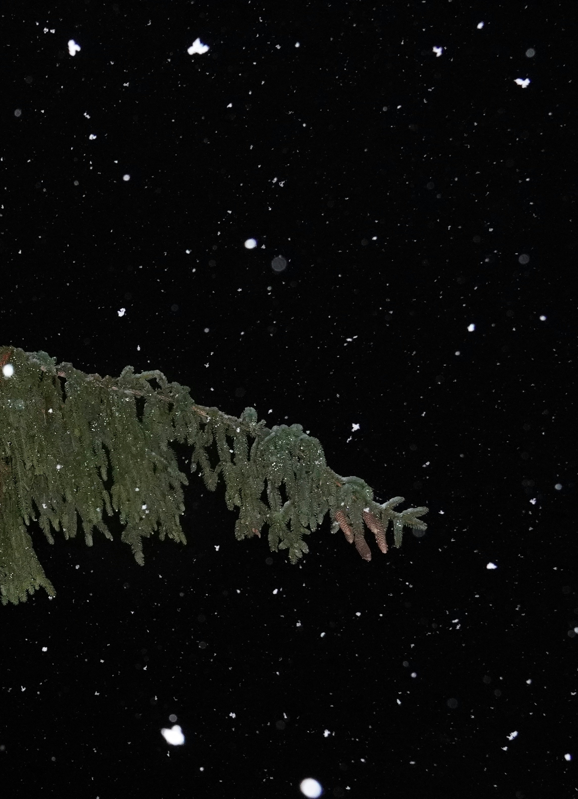Whispers of Winter: A Snowy Embrace