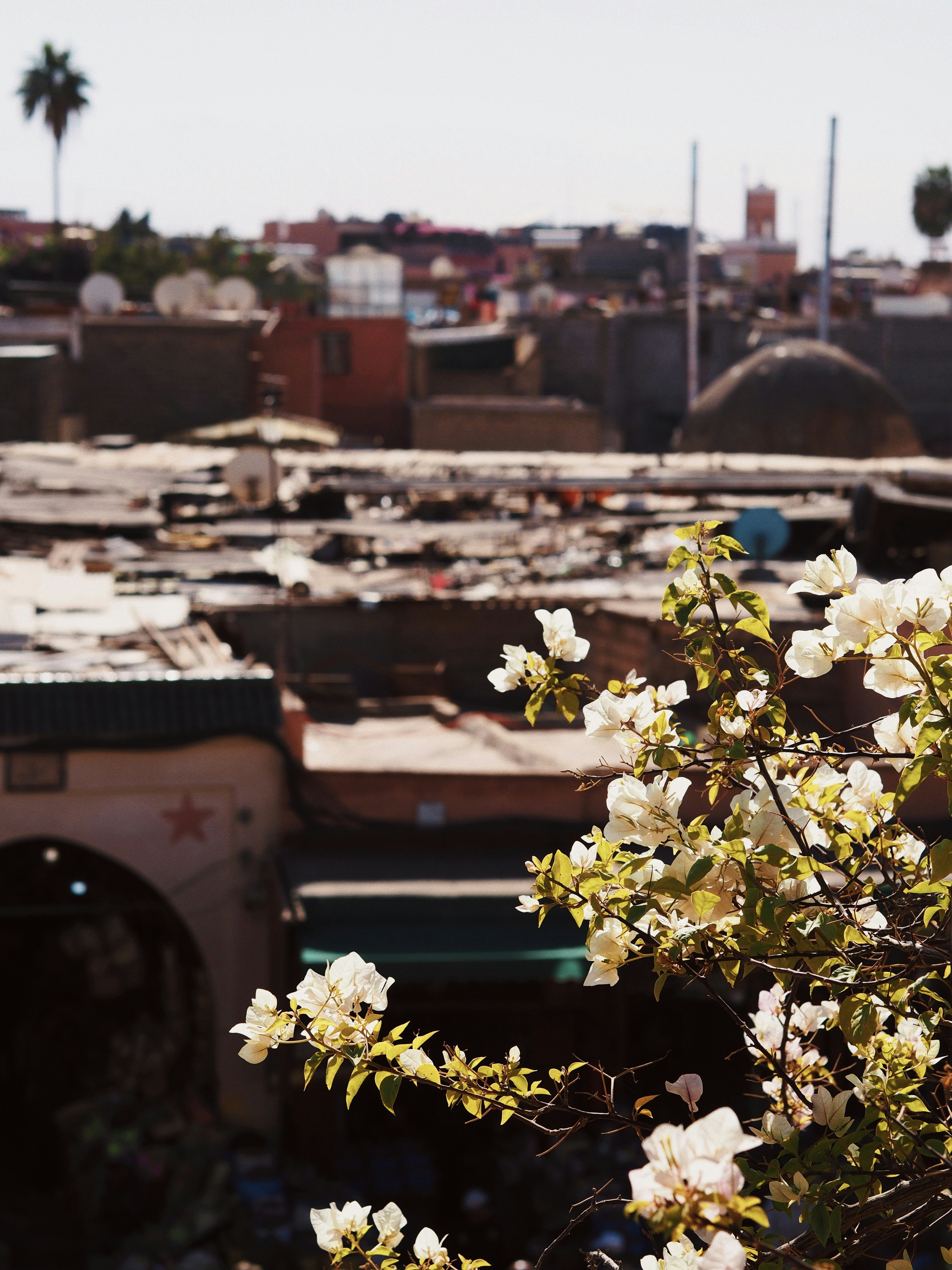 Blooming foreground, urban warmth in the distance