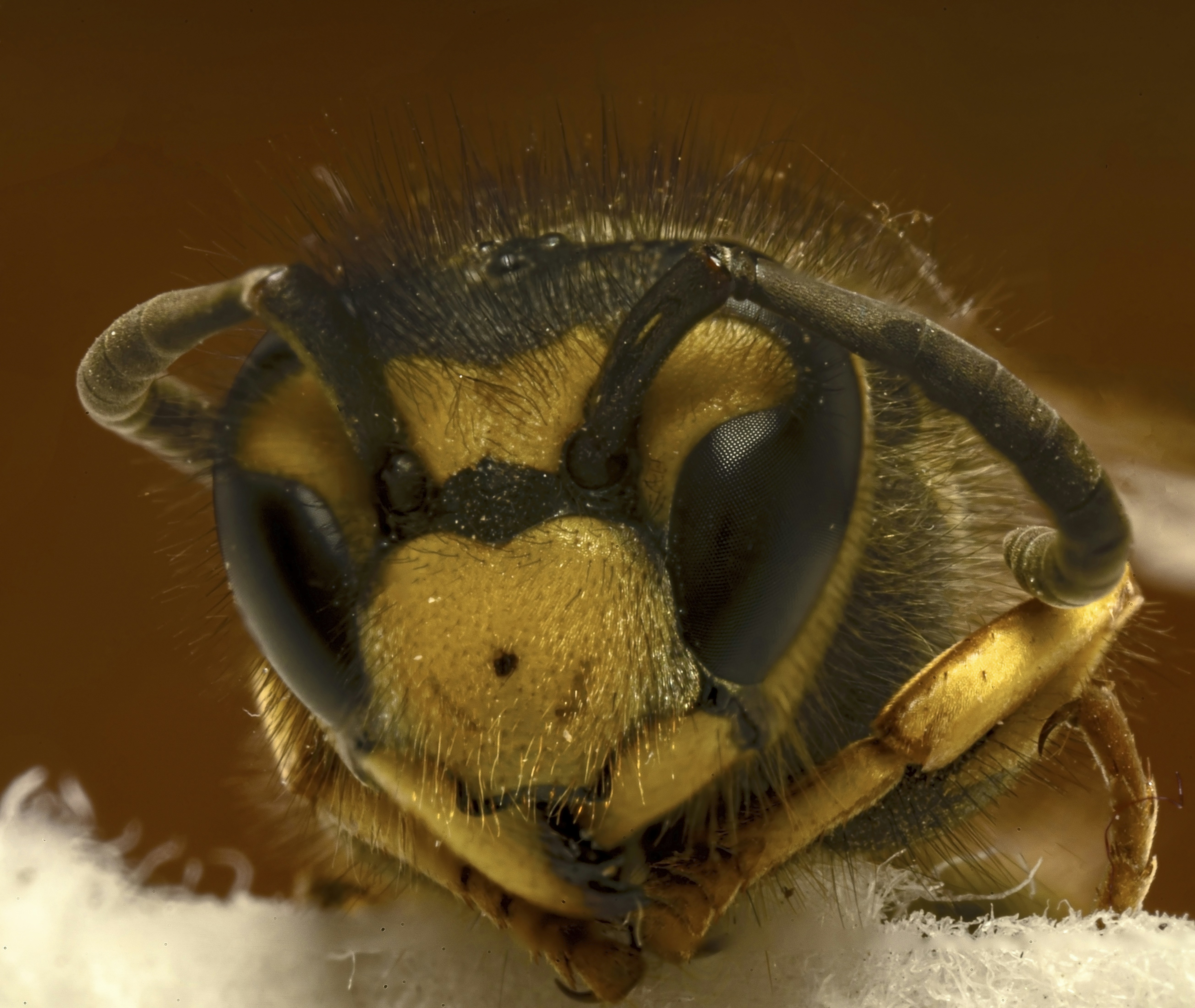 A close up of a bee on a piece of snow photo – Free Wasp Image on Unsplash