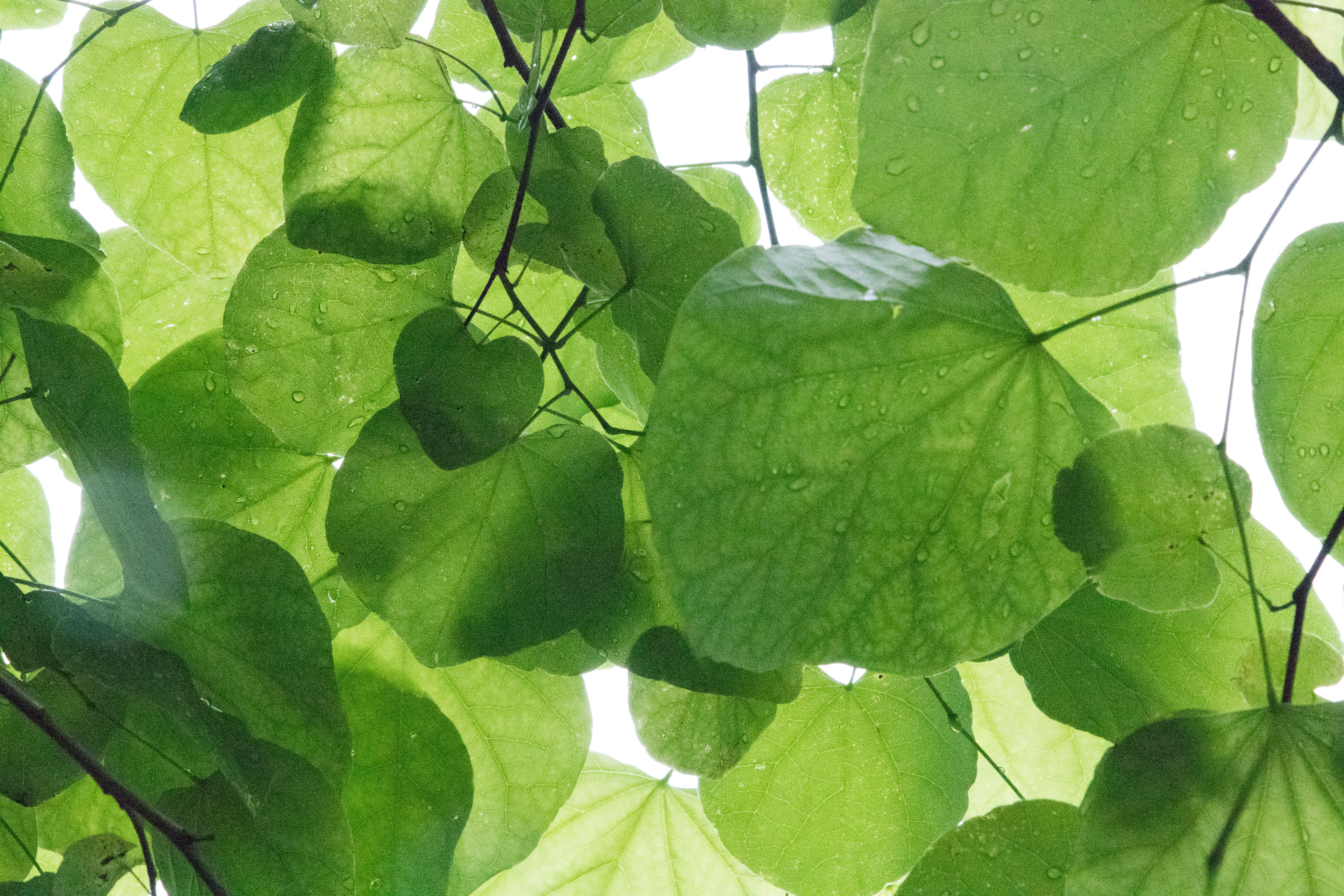 Photo by Bernd 📷 Dittrich with Canon EOS 6D Mark II